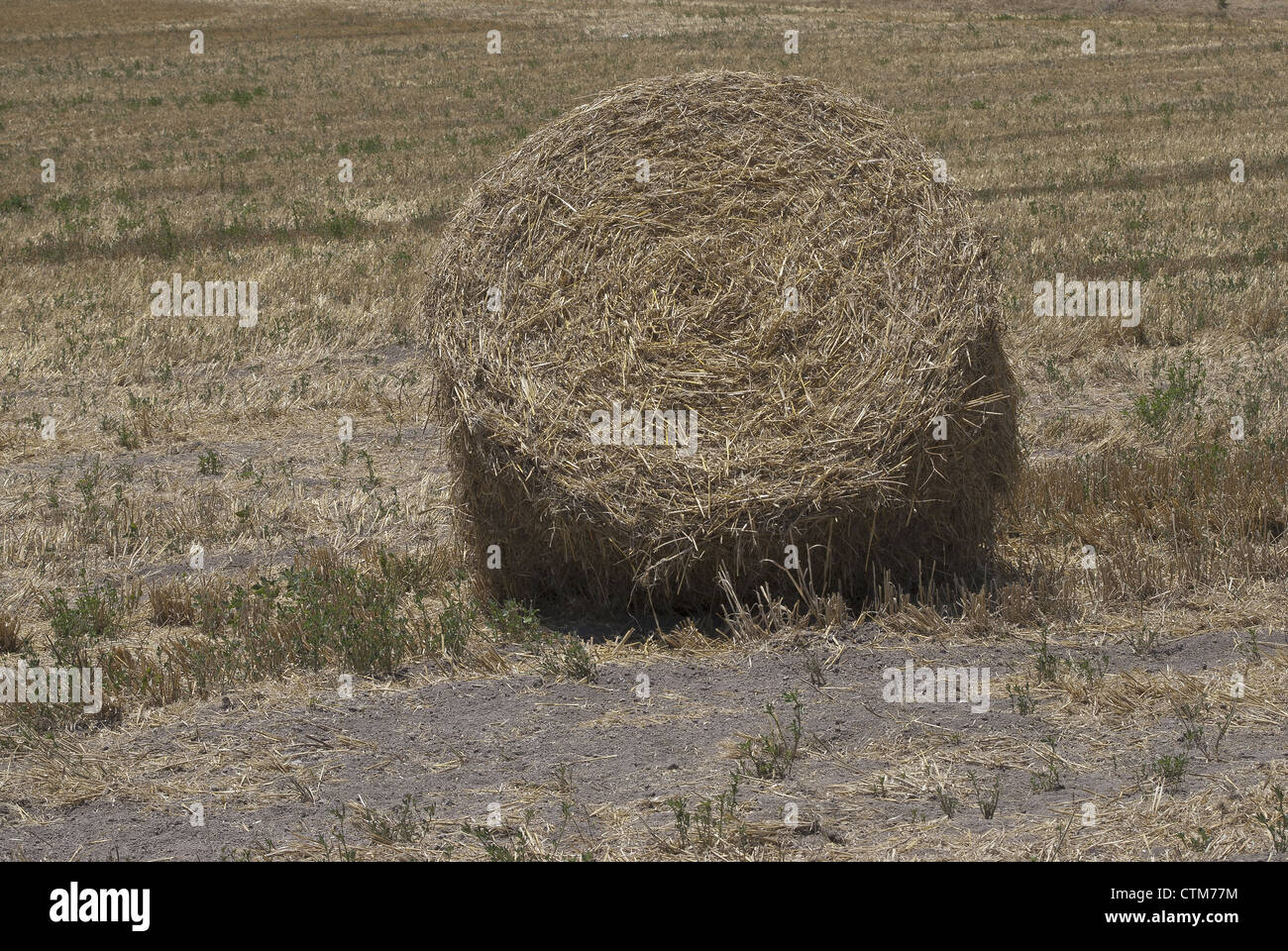 Field of hay. Bales of straw after the harvest Stock Photo - Alamy