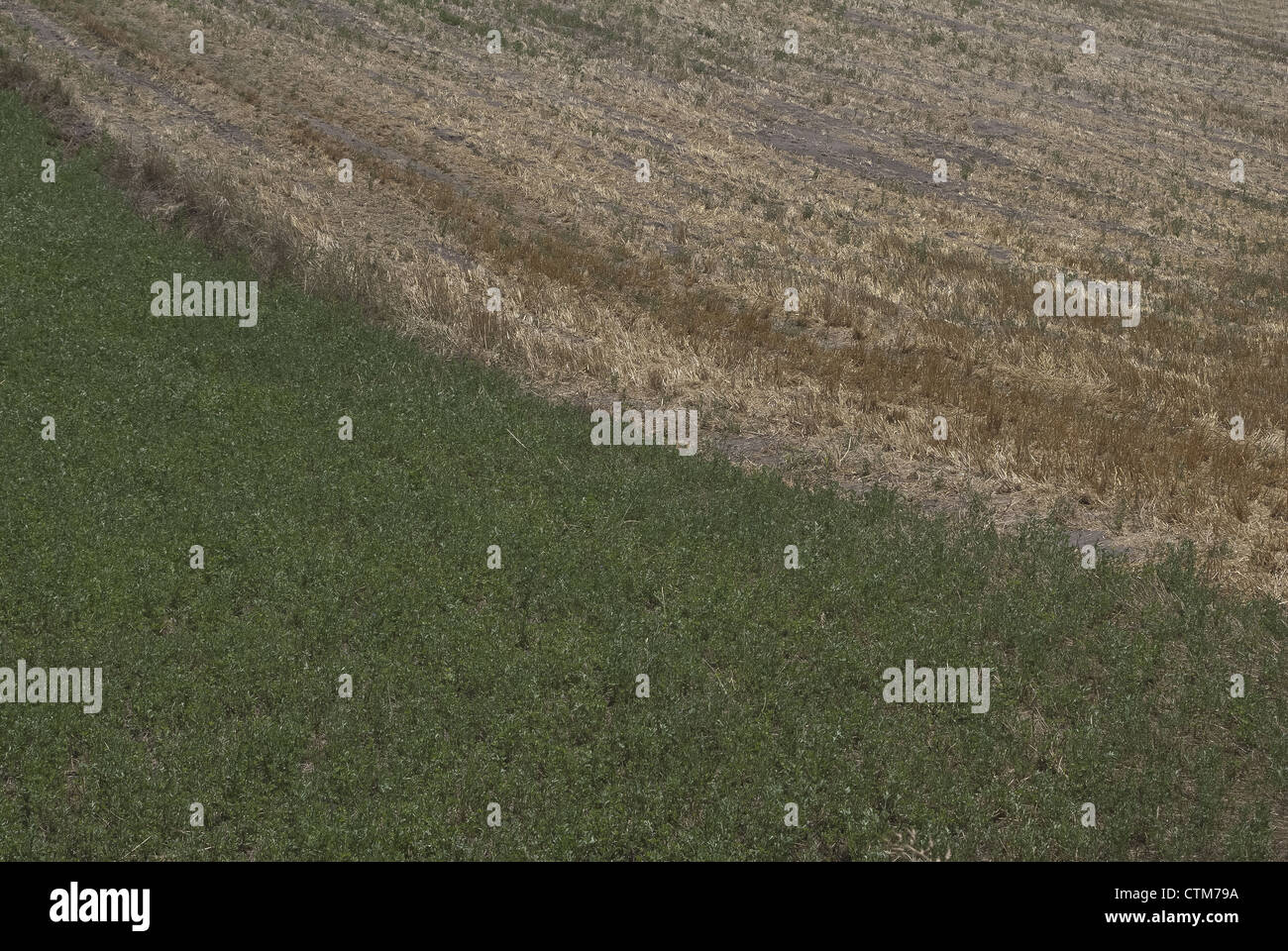 agriculture. Geometries in a field of wheat Stock Photo - Alamy