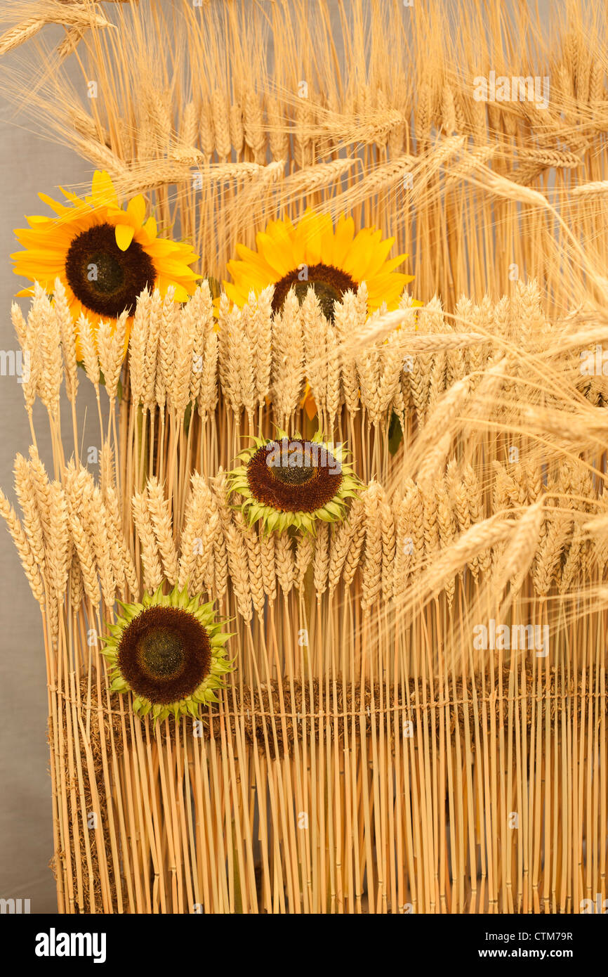 Sheaf of corn hi-res stock photography and images - Alamy