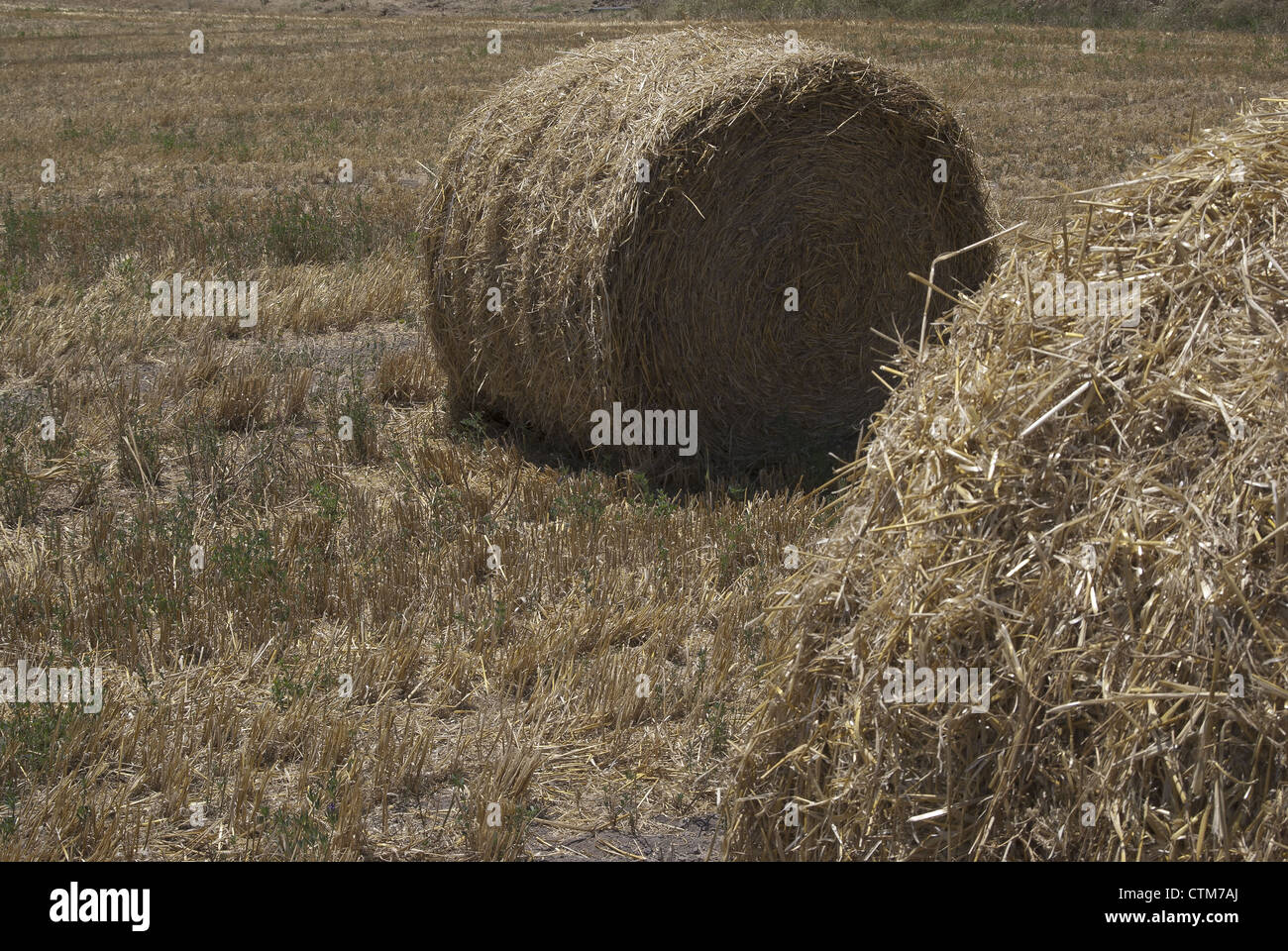 Field of hay. Bales of straw after the harvest Stock Photo - Alamy