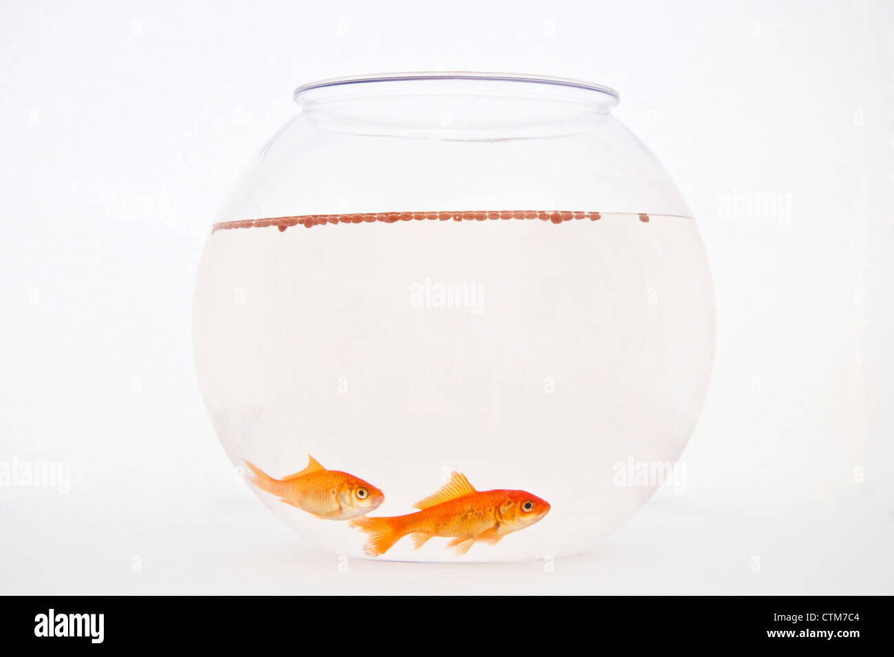 Goldfish bowl feed hi-res stock photography and images - Alamy