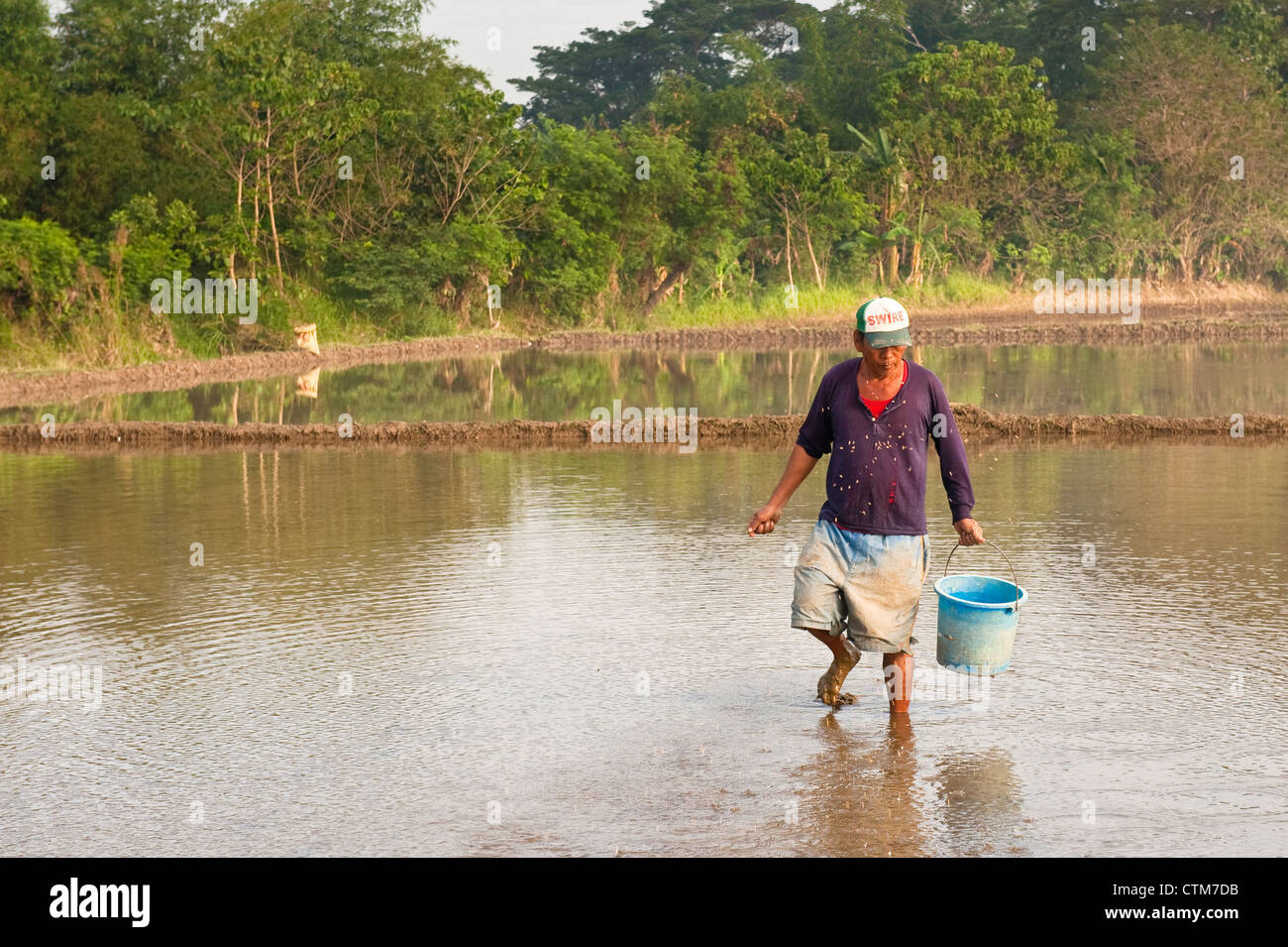 Sowing rice fields,Luzon Philippines Stock Photo - Alamy
