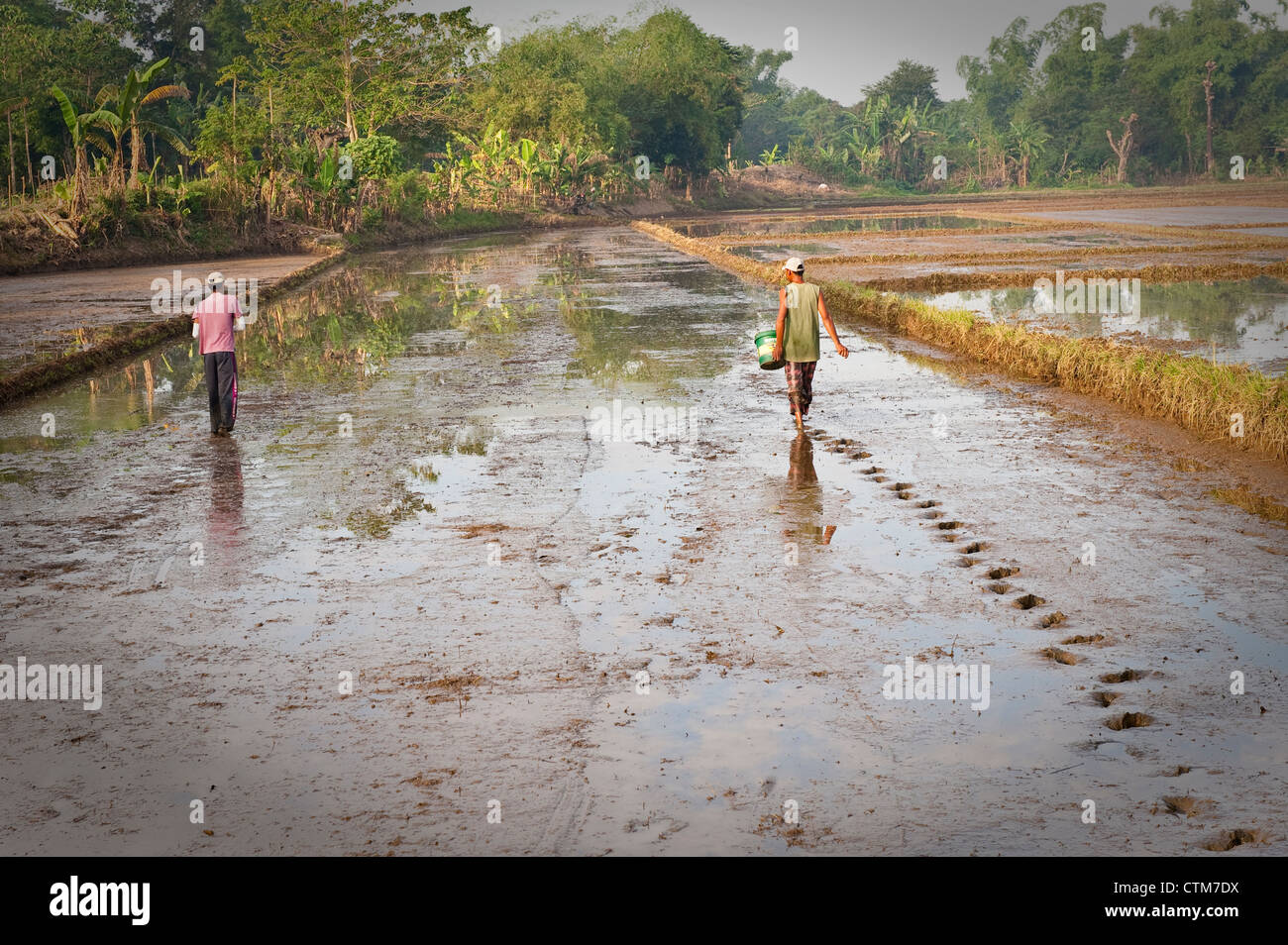 Two men sowing rice, Philippines Stock Photo - Alamy