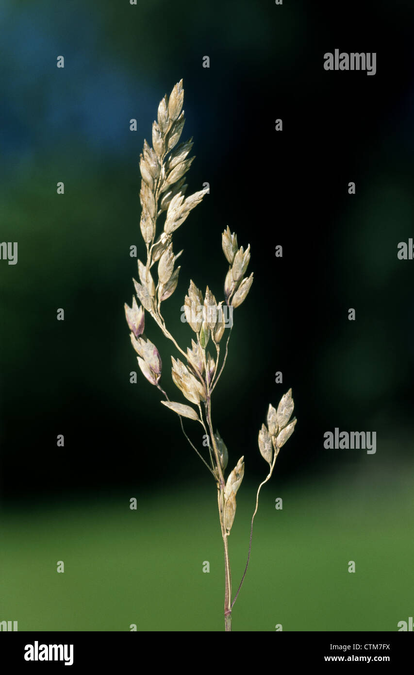 Hierocloe odorata hi-res stock photography and images - Alamy