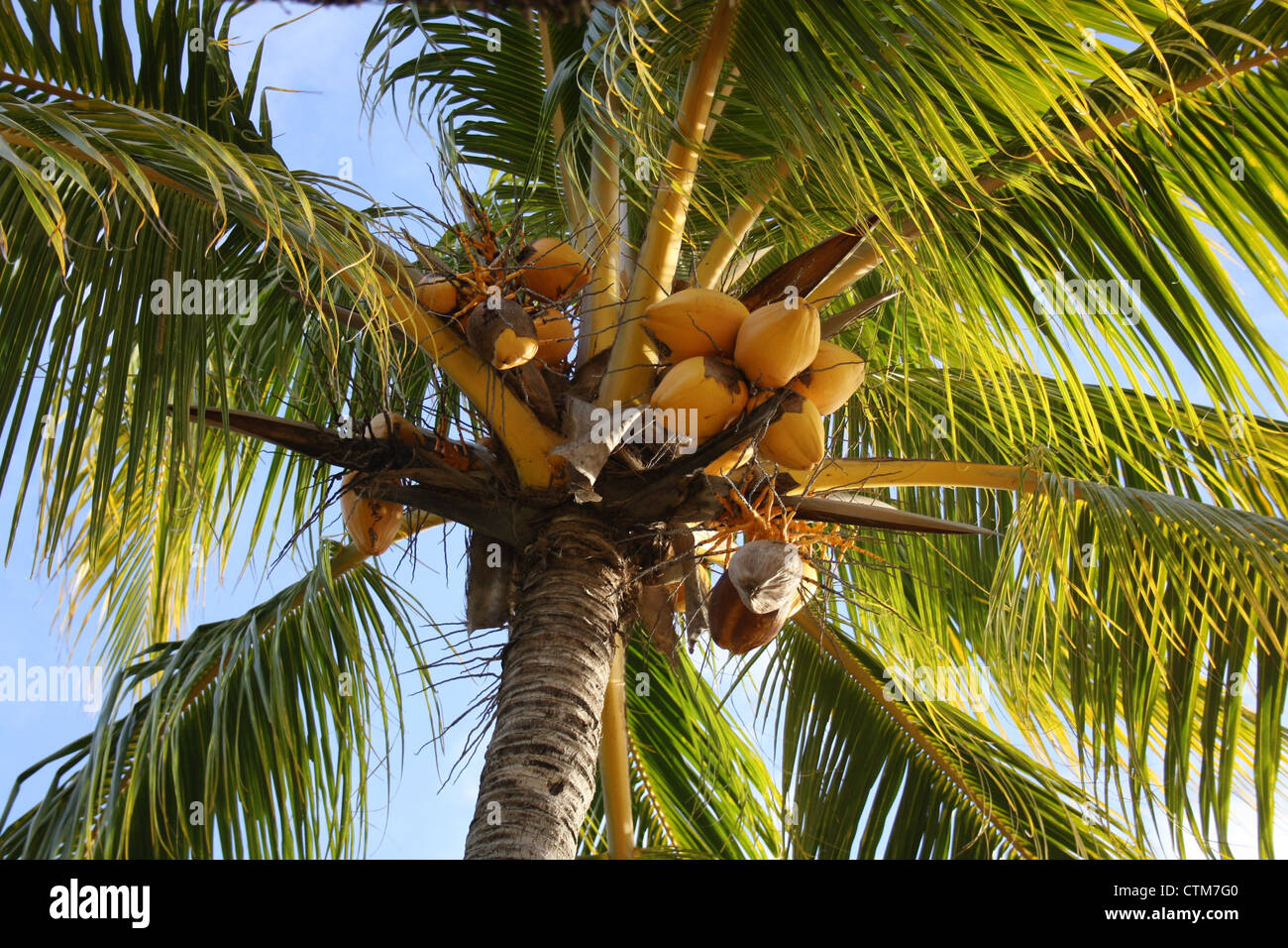 A coconut tree in Mauritius Stock Photo - Alamy