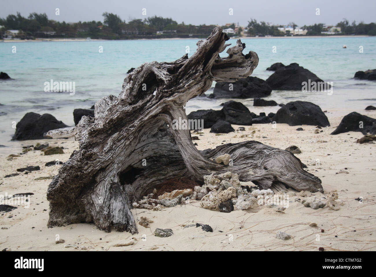 Ancient tree formation on the beach Stock Photo - Alamy