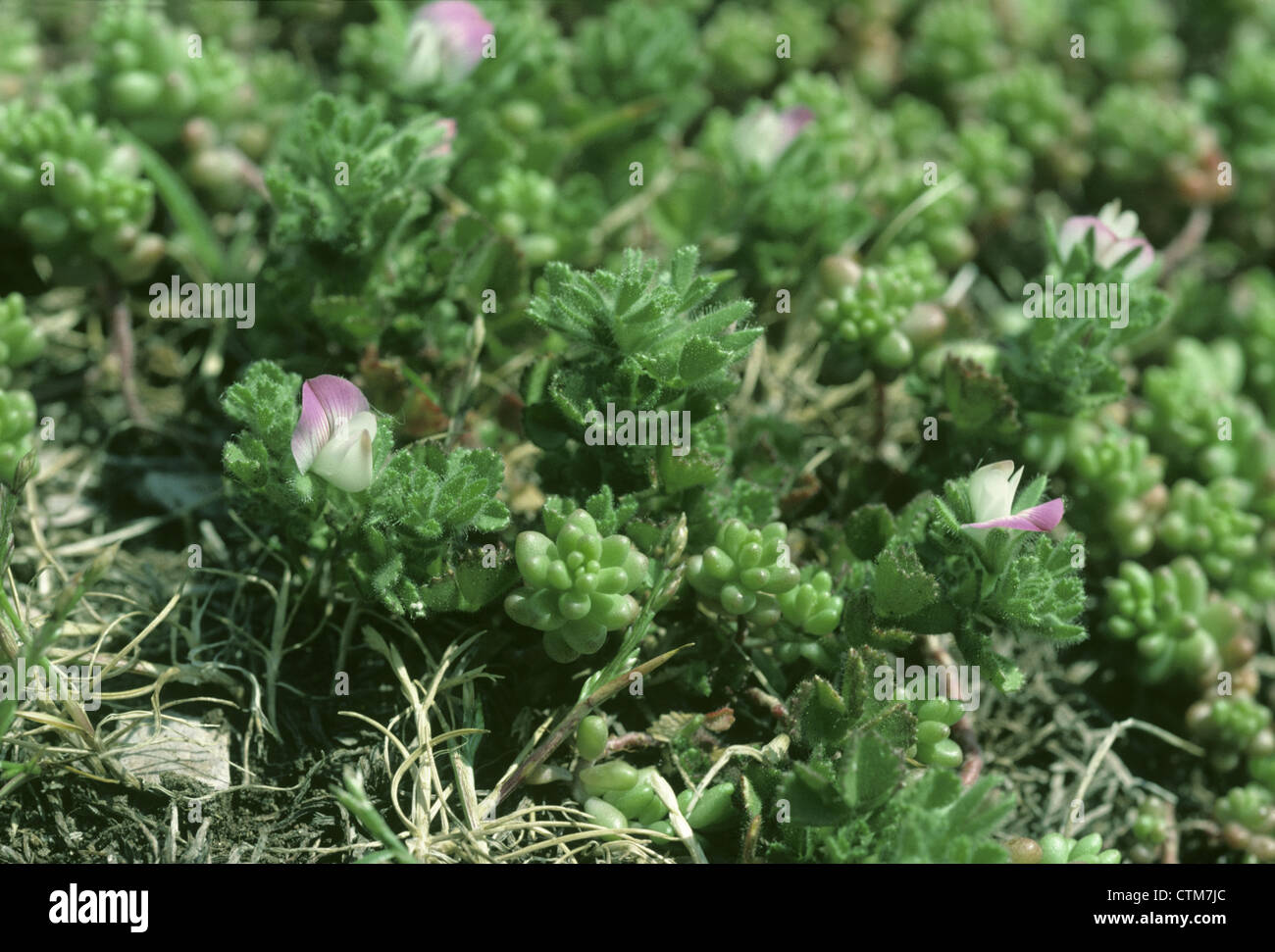 SMALL RESTHARROW Ononis reclinata (Fabaceae Stock Photo - Alamy