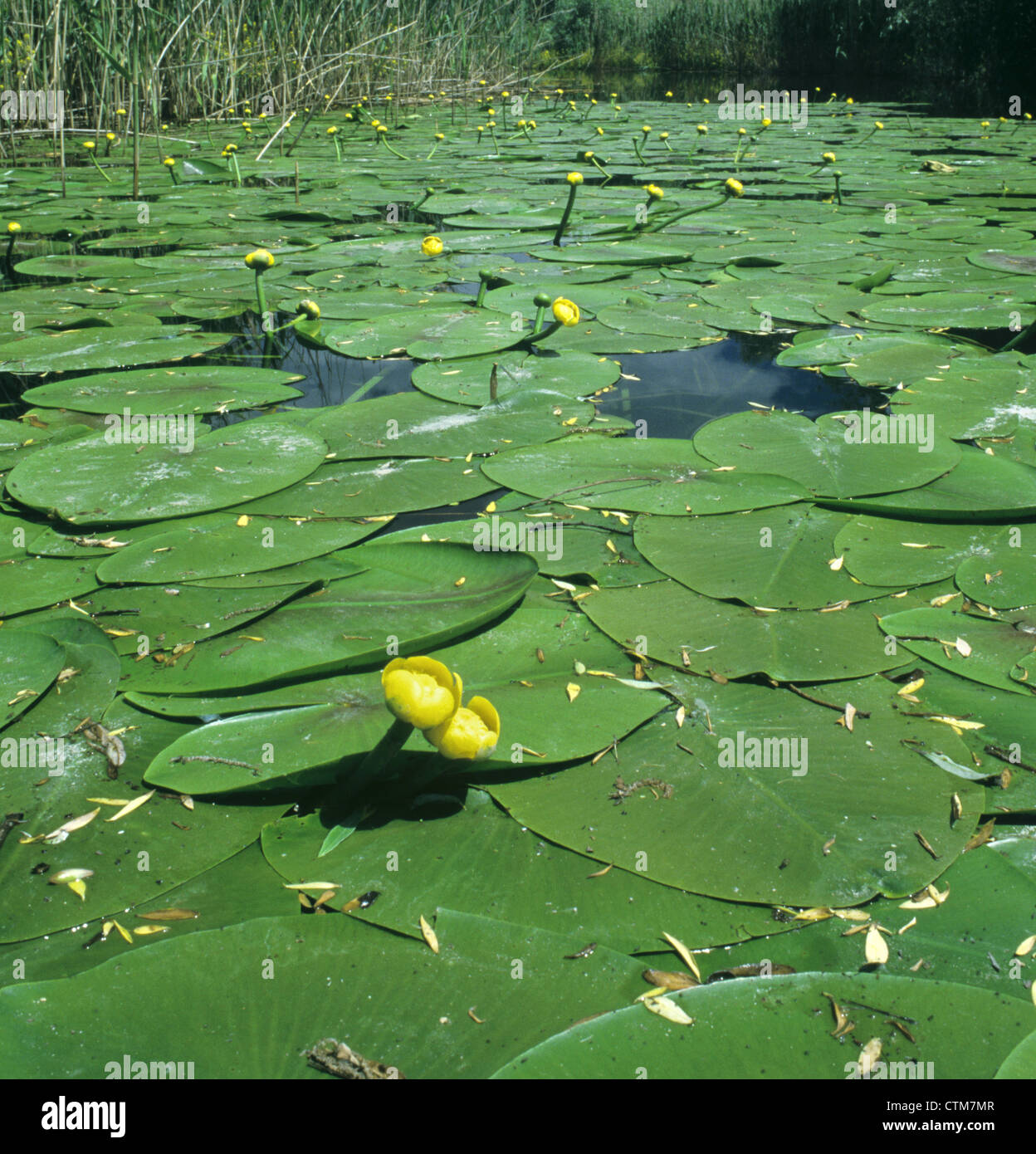YELLOW WATER-LILY Nuphar lutea (Nymphaeaceae Stock Photo - Alamy