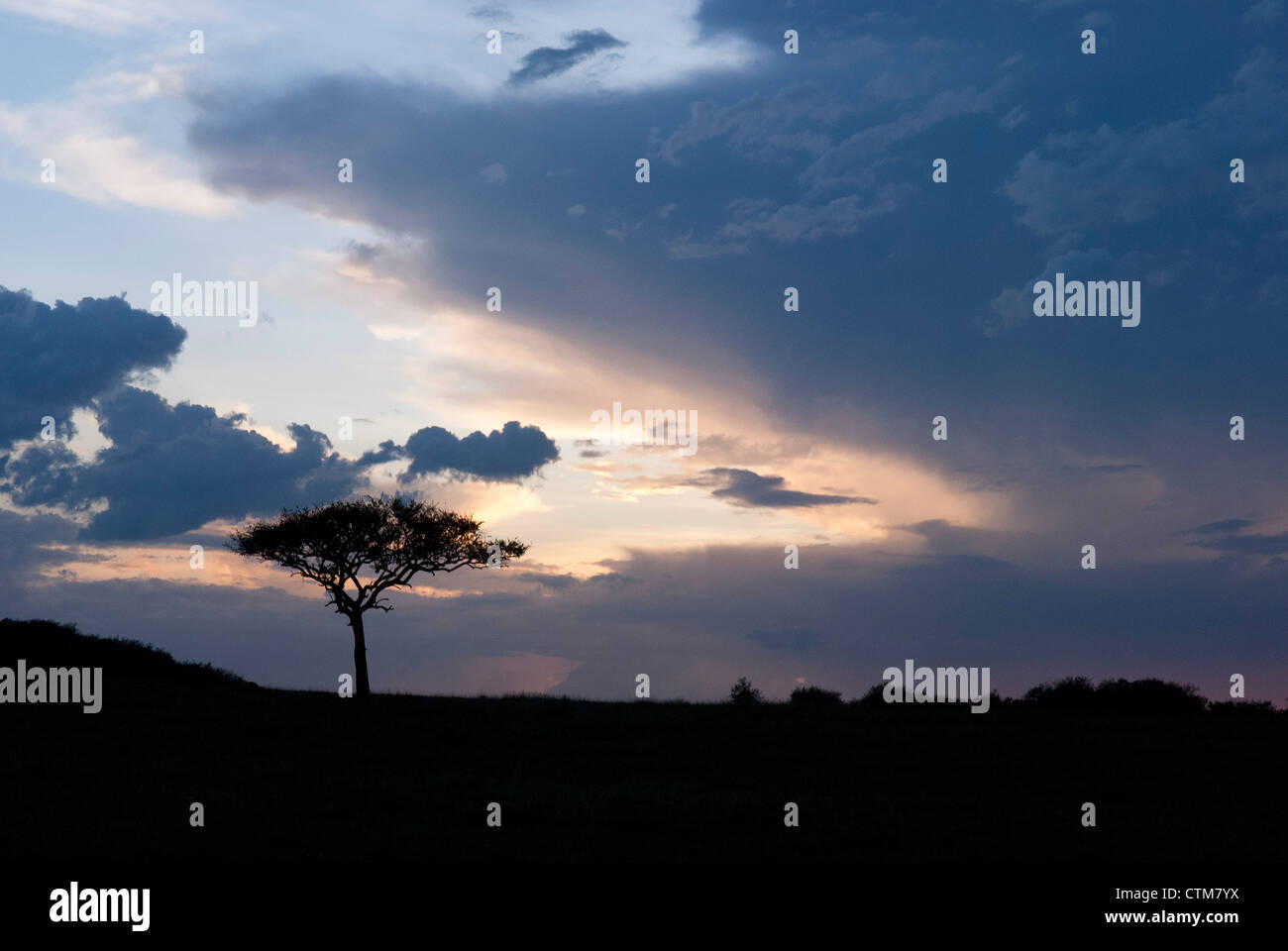 Kenya sunset tree hi-res stock photography and images - Alamy