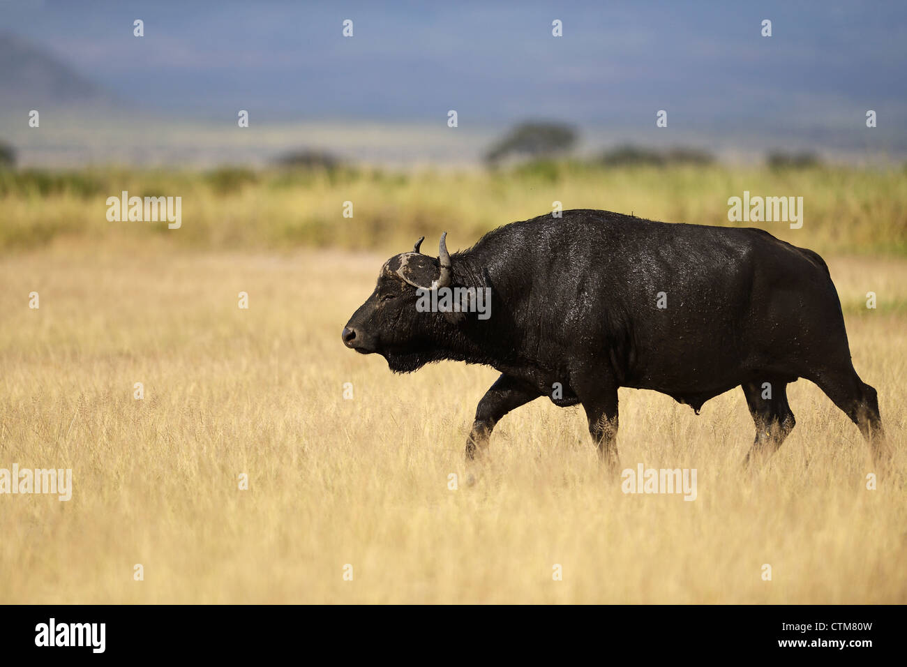 Cape buffalo bull side hi-res stock photography and images - Alamy