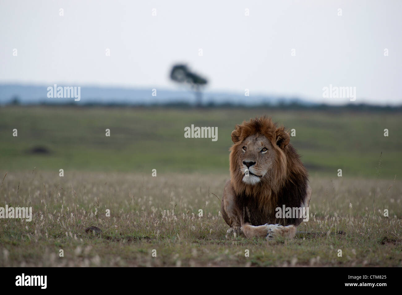 Lone Lion keeping watch at the end of the day in the Mara Stock Photo ...