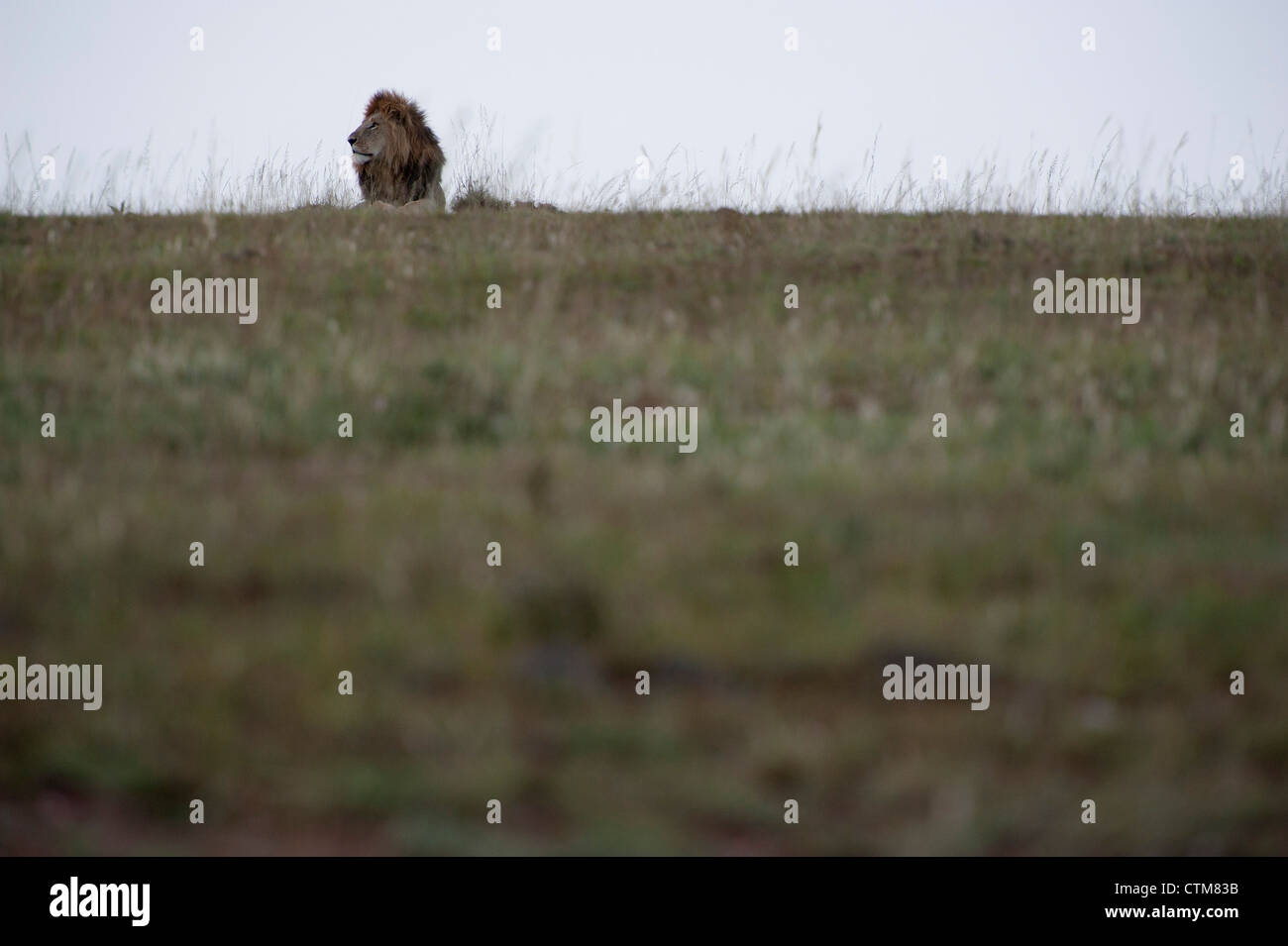Lone Lion keeping watch at the end of the day in the Mara Stock Photo ...