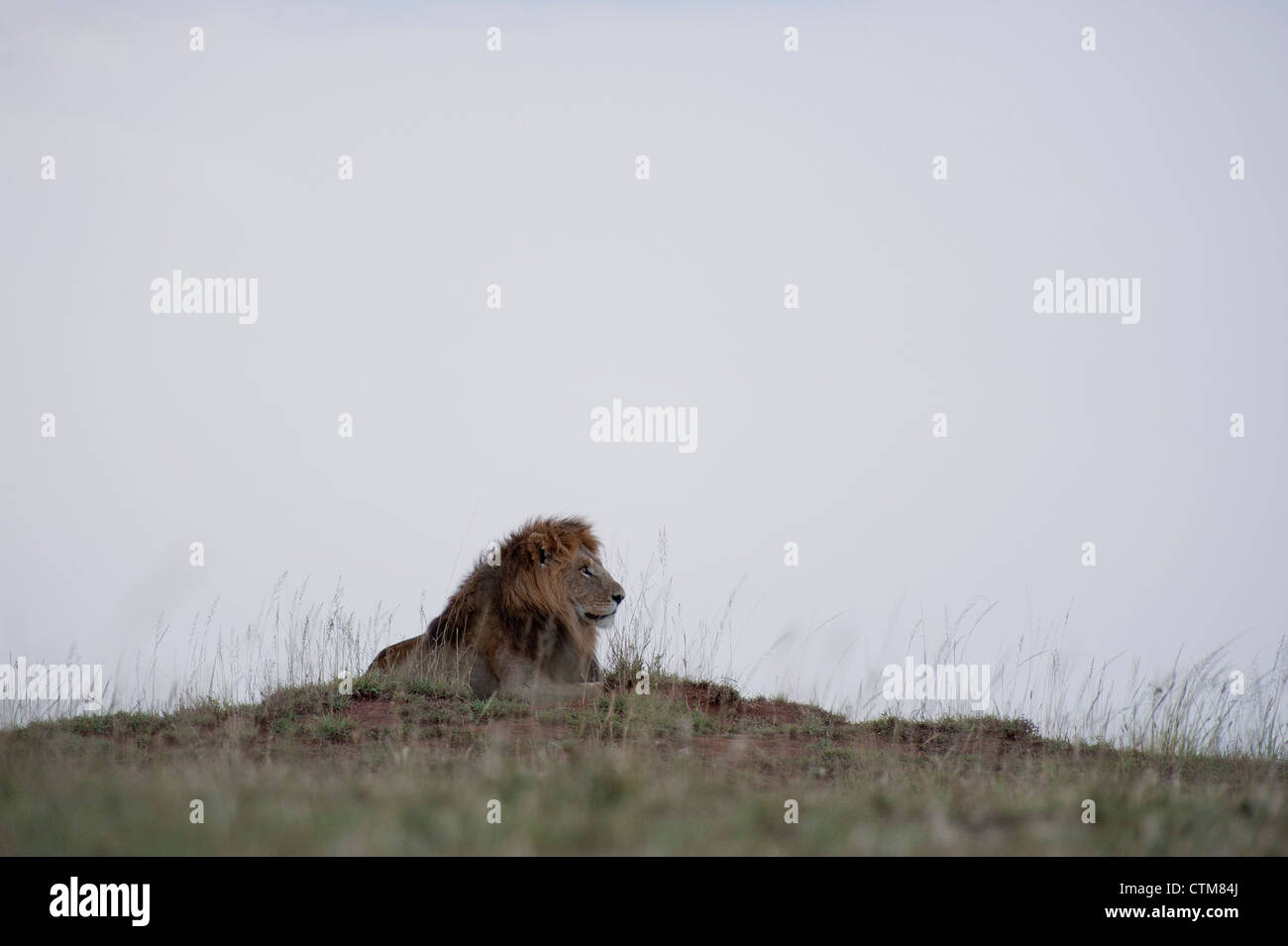 Lone Lion keeping watch at the end of the day in the Mara Stock Photo ...