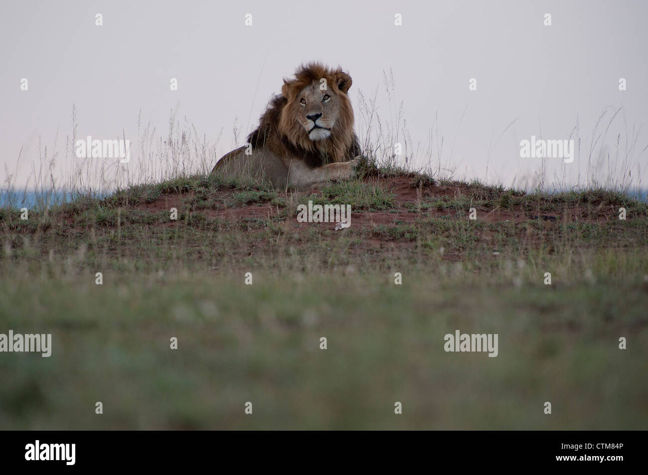 Lion alone hi-res stock photography and images - Alamy