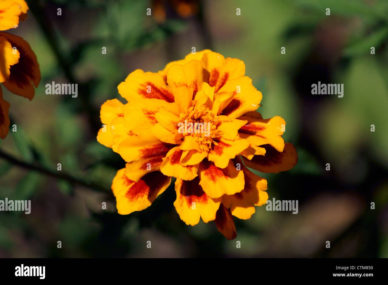 Marigold honeycomb hi-res stock photography and images - Alamy