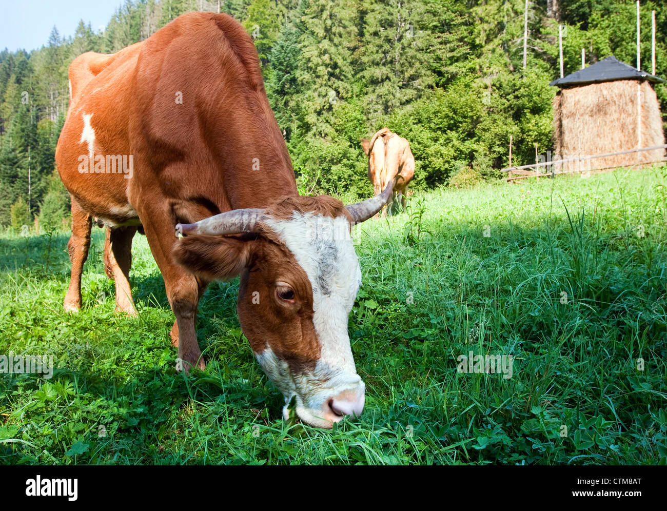 Haystack and cows on summer morning mountainside (Carpathian, Ukraine ...