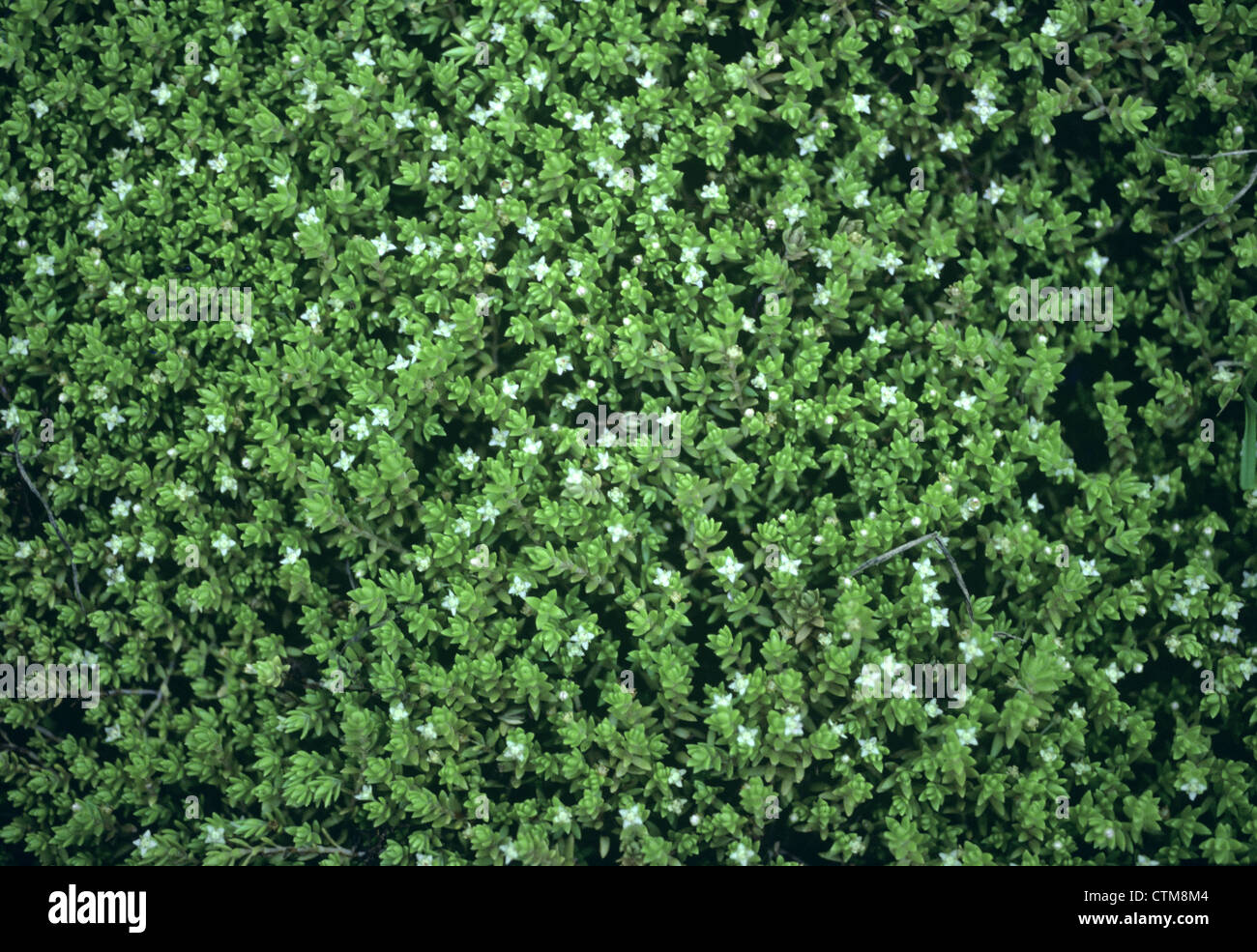 Pigmyweed High Resolution Stock Photography and Images - Alamy