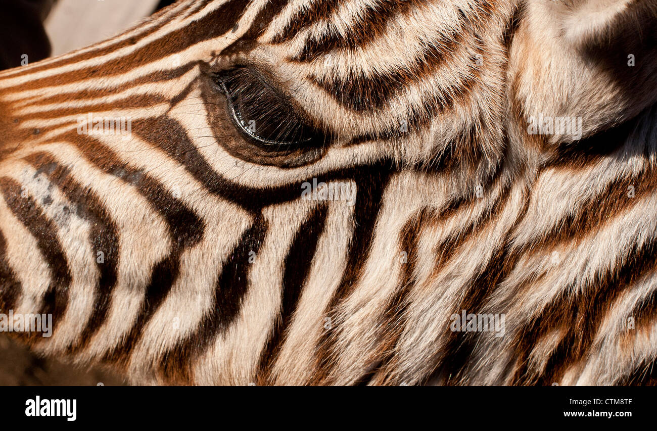 Zebra skin texture hi-res stock photography and images - Alamy