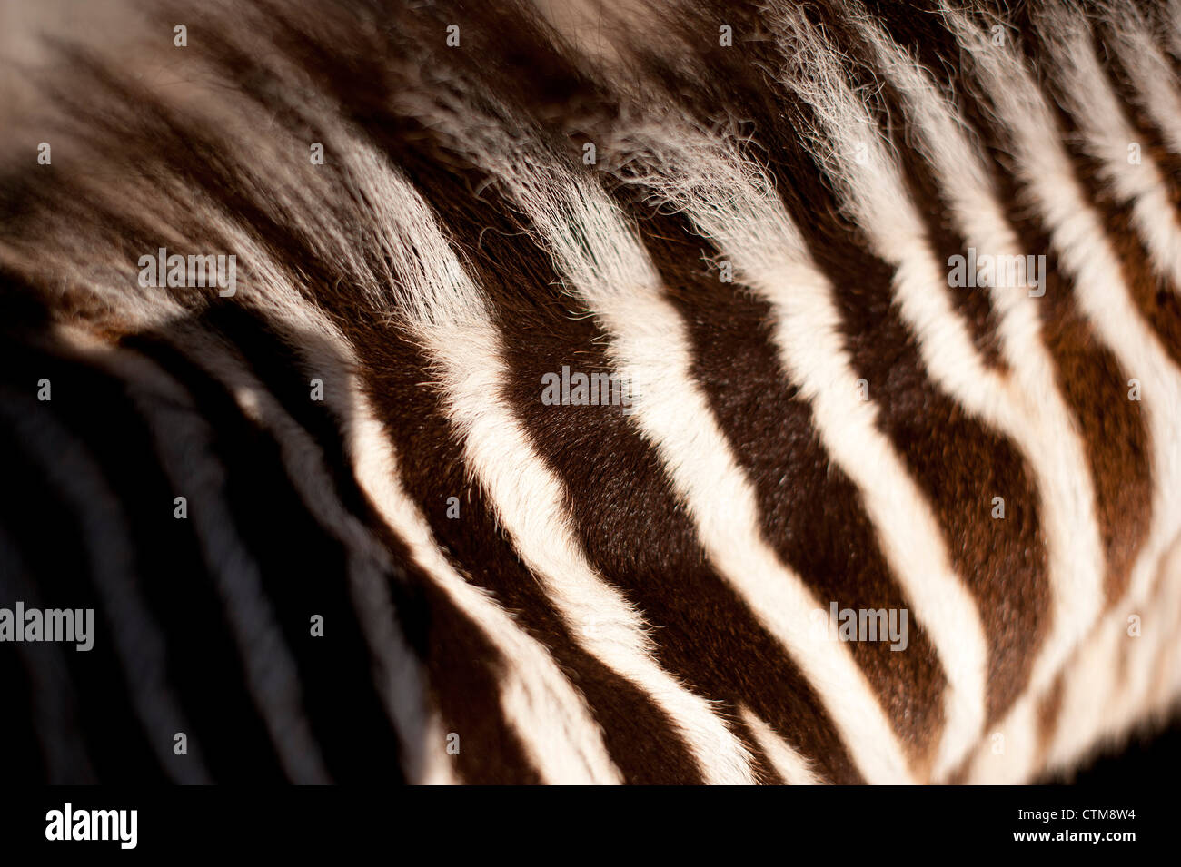 Zebra skin texture hi-res stock photography and images - Alamy