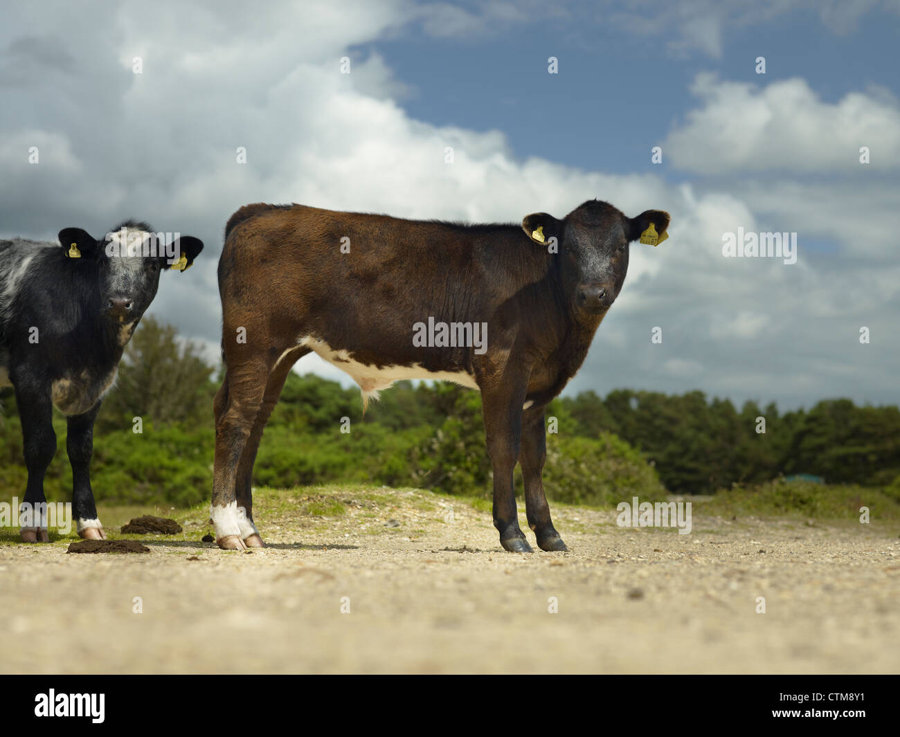 Free roaming hi-res stock photography and images - Alamy