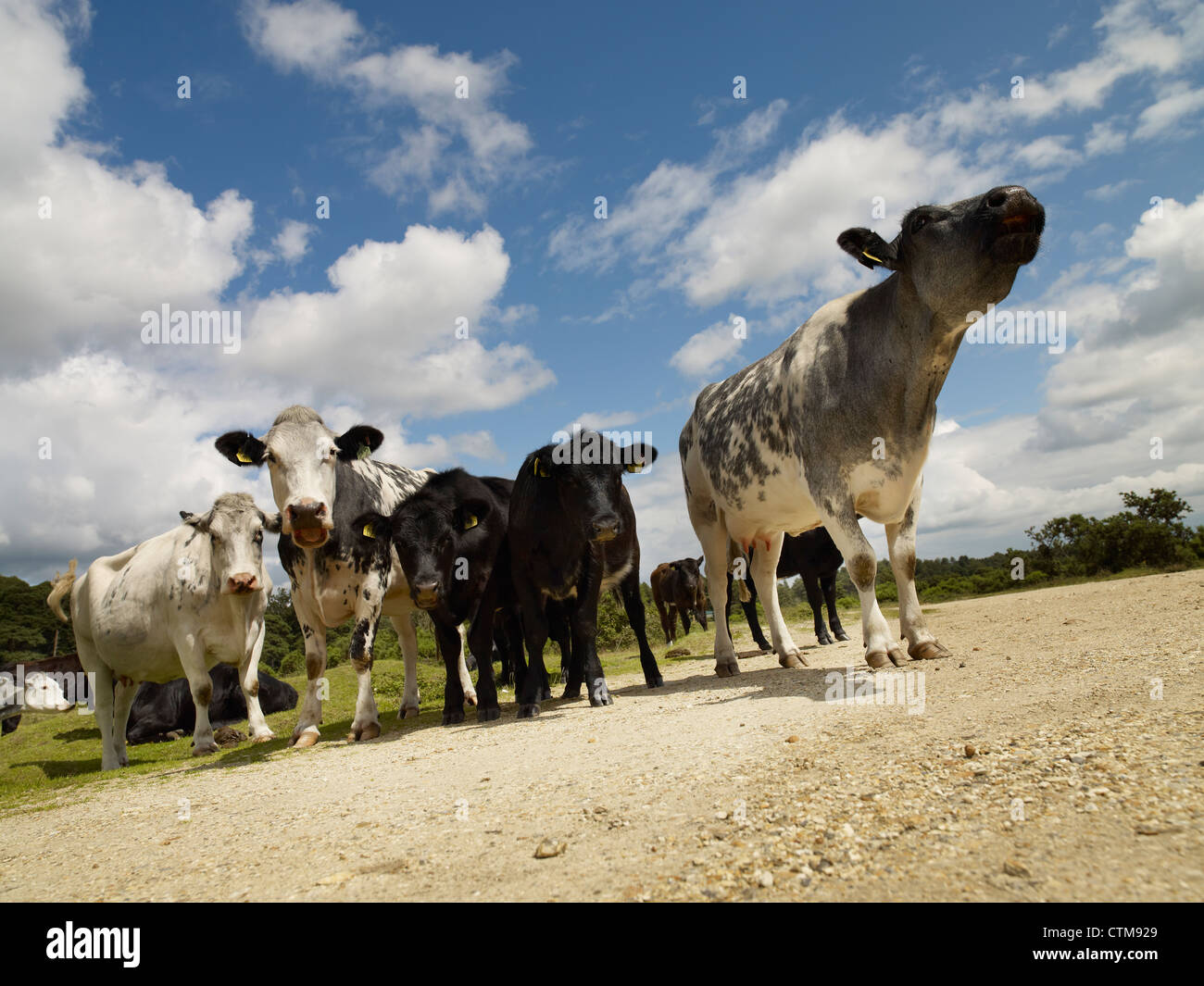 Roaming cattle hi-res stock photography and images - Alamy