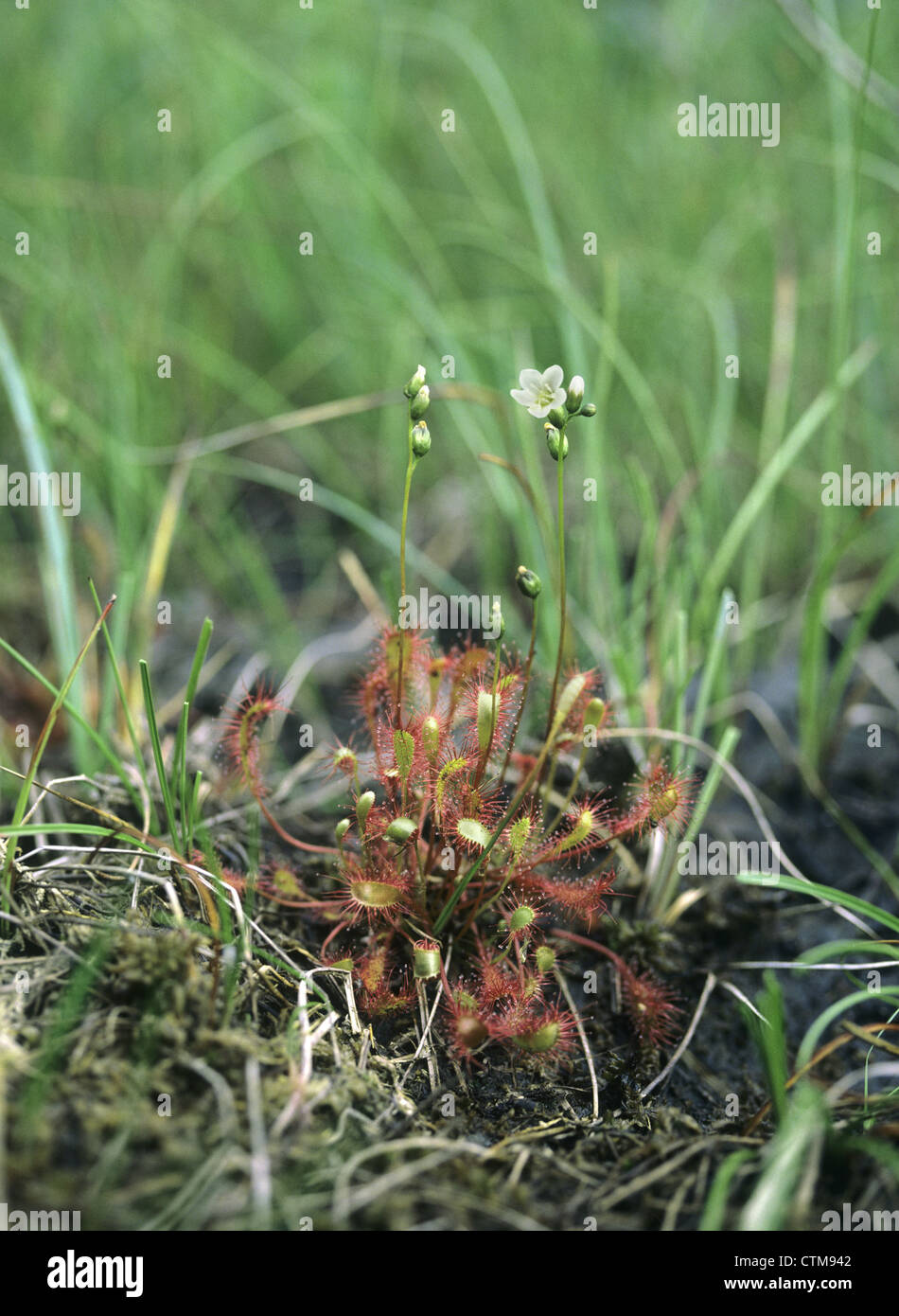 Drosera anglica insectivorous plant hi-res stock photography and images ...