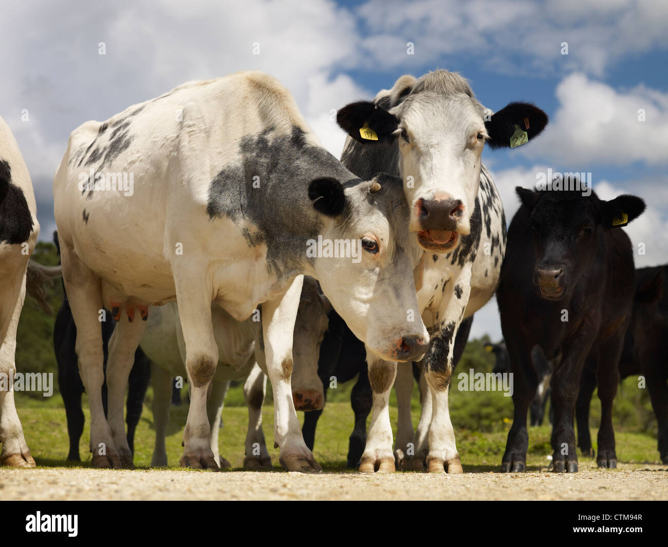 Roaming cattle hi-res stock photography and images - Alamy