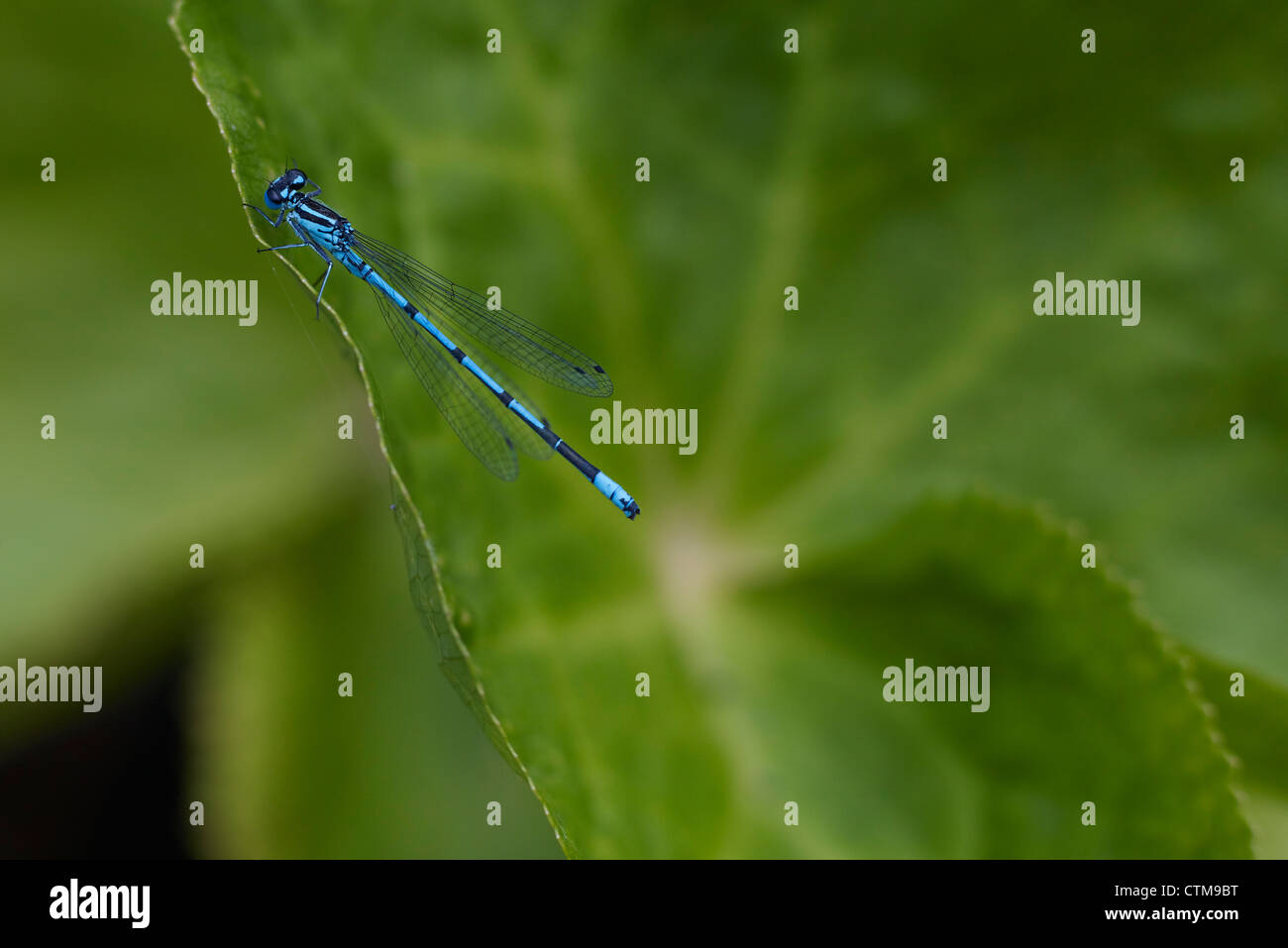 Damselfly nymph damselflies blue tailed insect Stock Photo - Alamy
