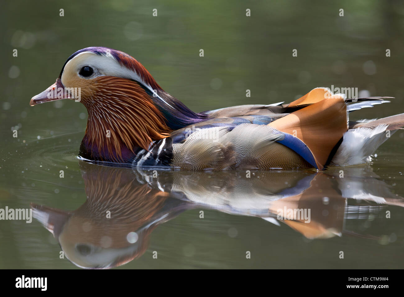 Male Mandarin Duck High Resolution Stock Photography and Images - Alamy