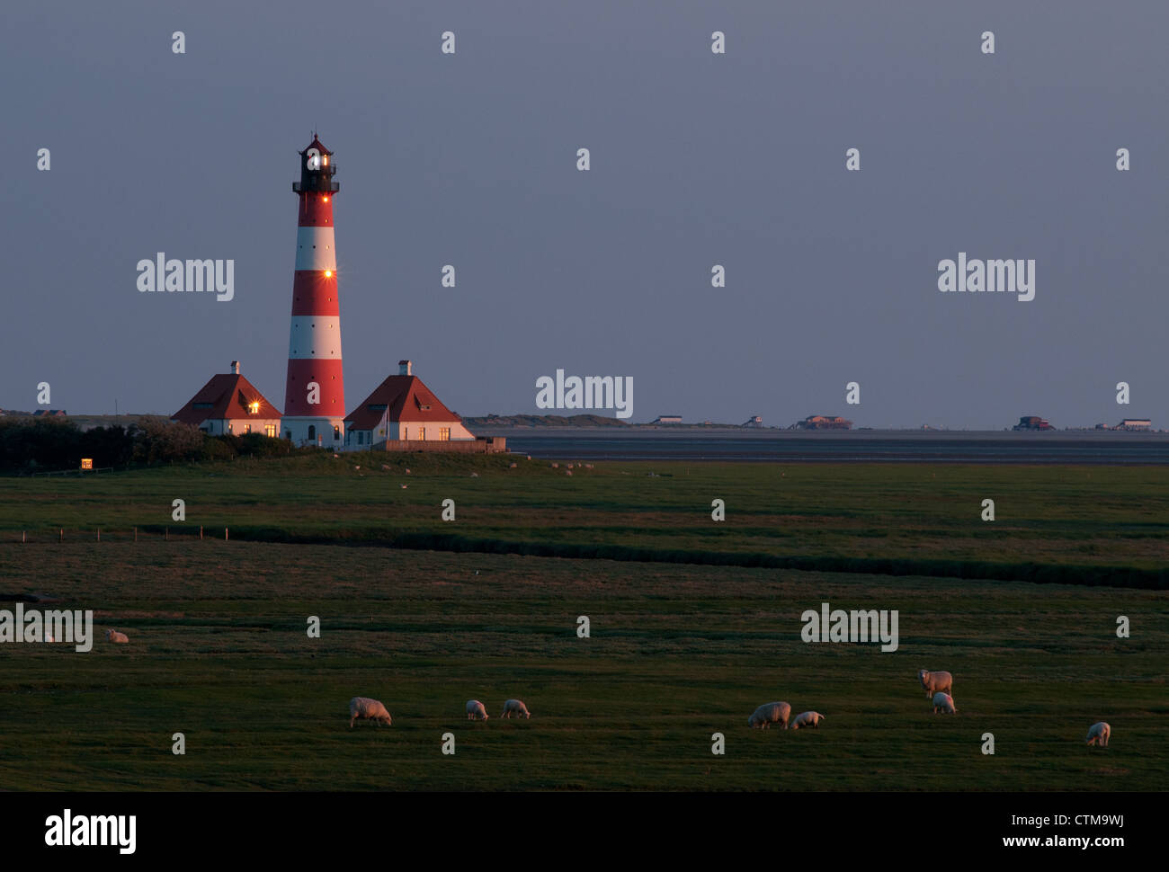 Lighthouse westerheversand with sheep hi-res stock photography and ...