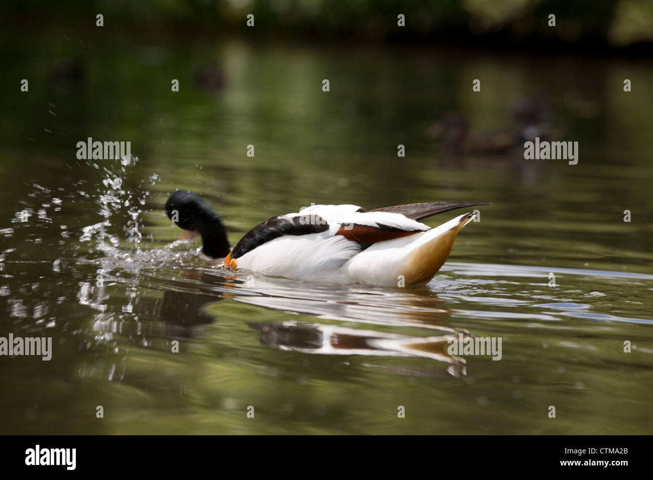 Bird washing hi-res stock photography and images - Alamy