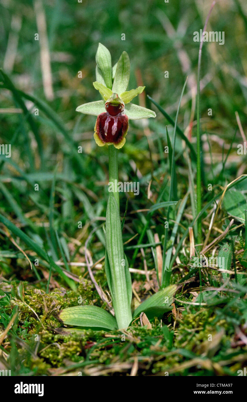EARLY SPIDER ORCHID Ophrys sphegodes (Orchidaceae Stock Photo - Alamy