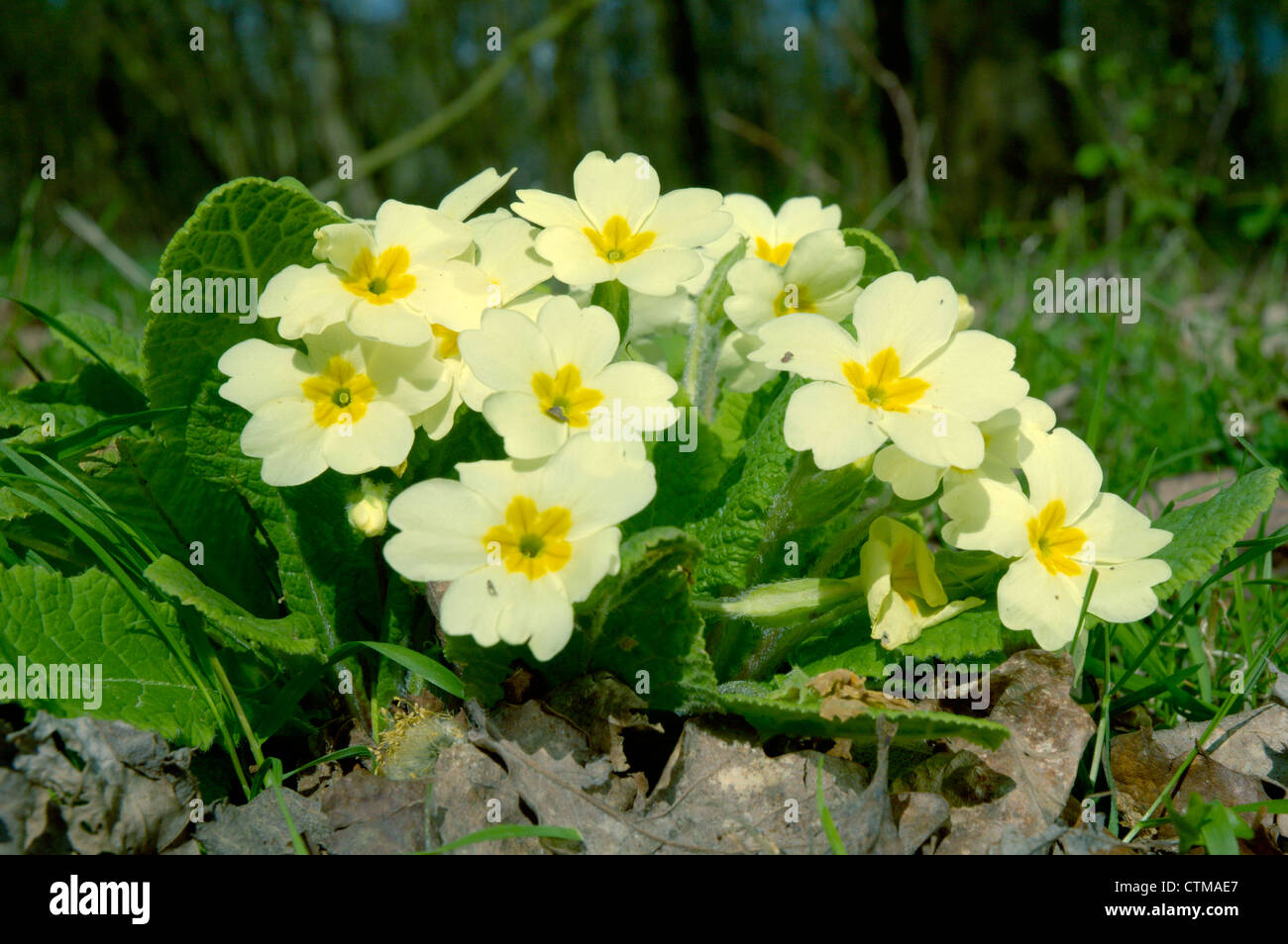 PRIMROSE Primula vulgaris (Primulaceae Stock Photo - Alamy