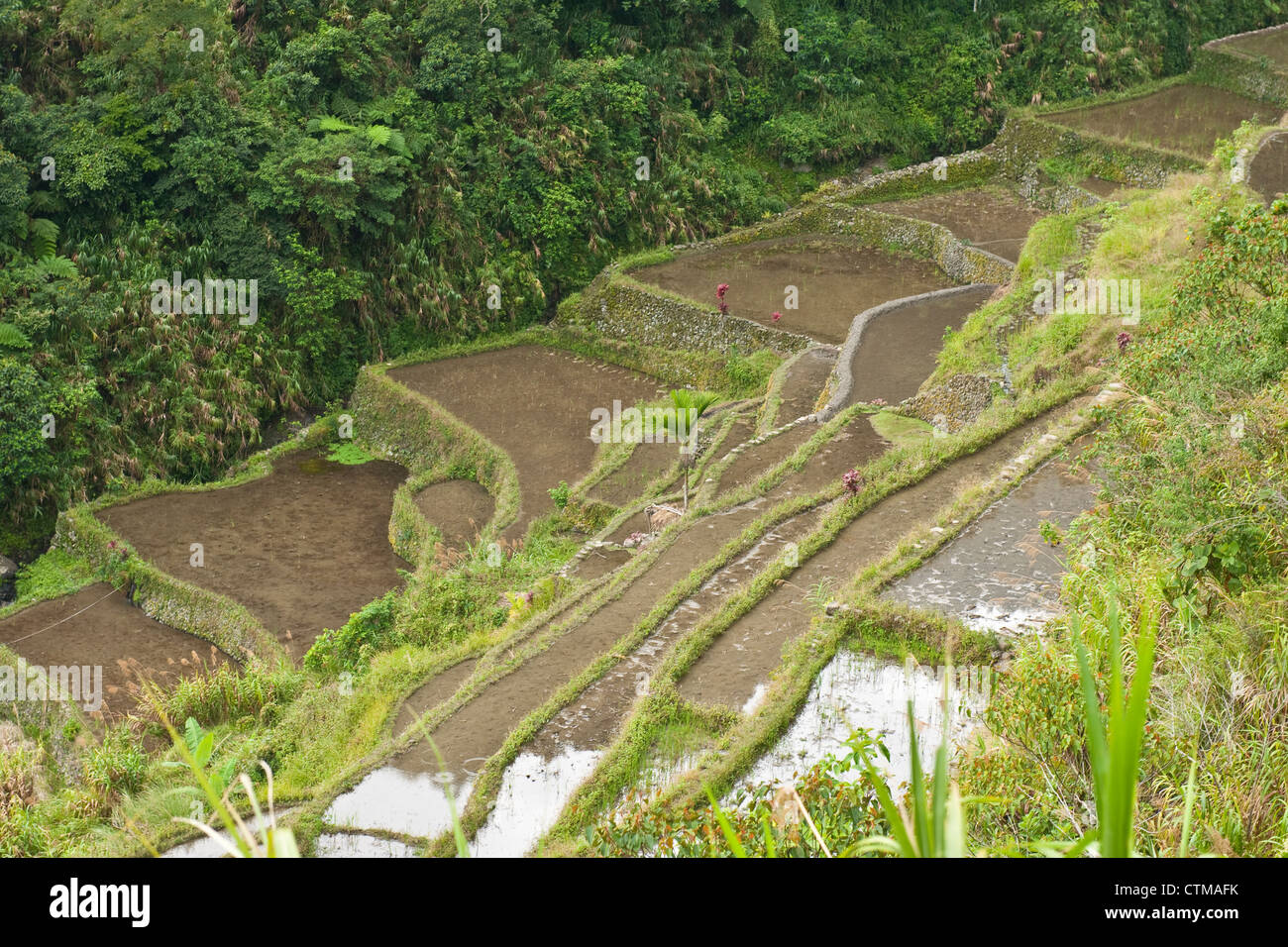 Rice terraces philippines hi-res stock photography and images - Alamy