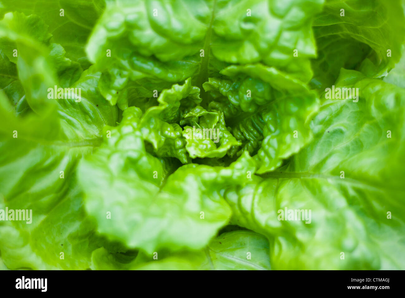 Top view of head lettuce leaves Stock Photo - Alamy