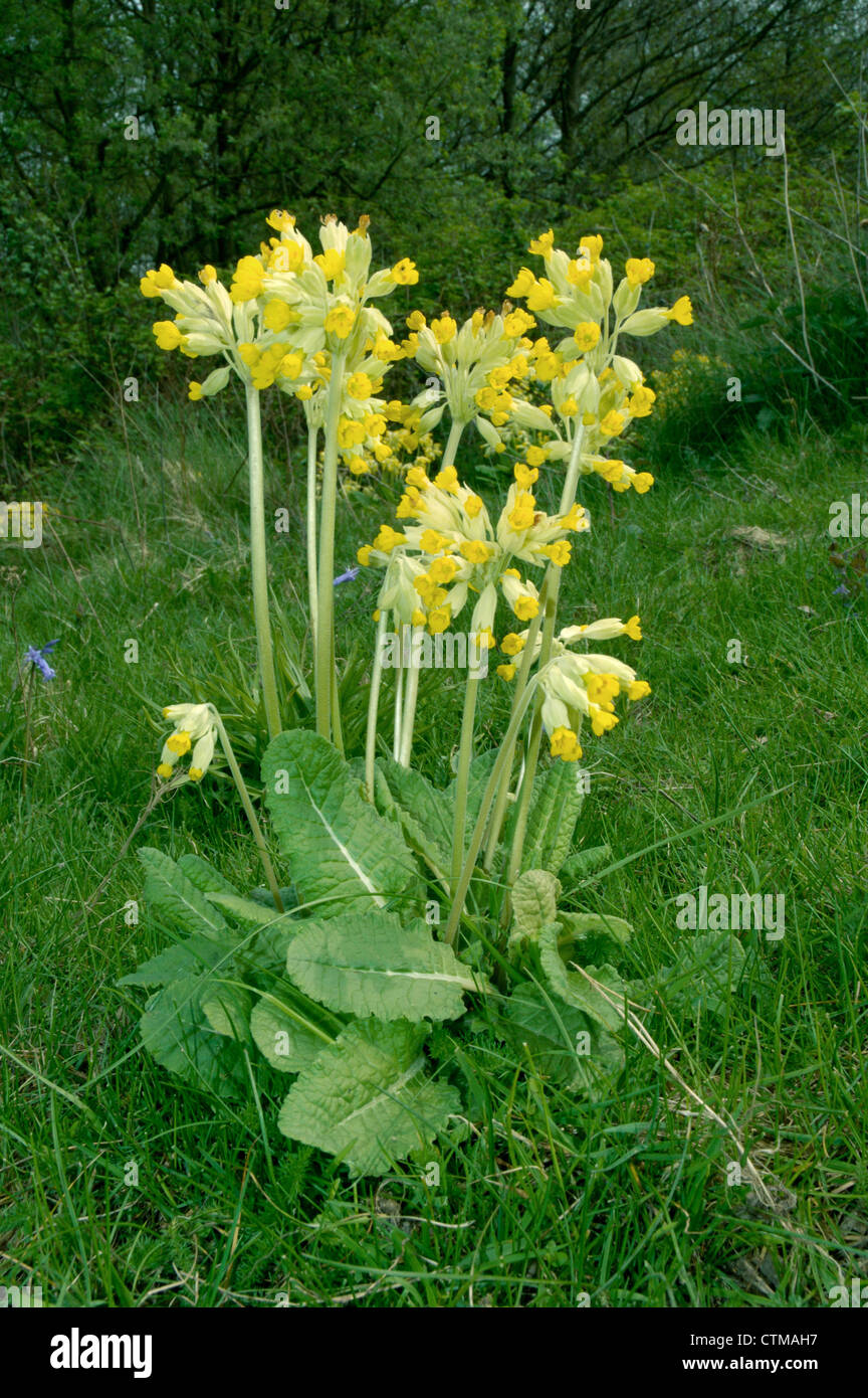 Cowslip leaves hi-res stock photography and images - Alamy