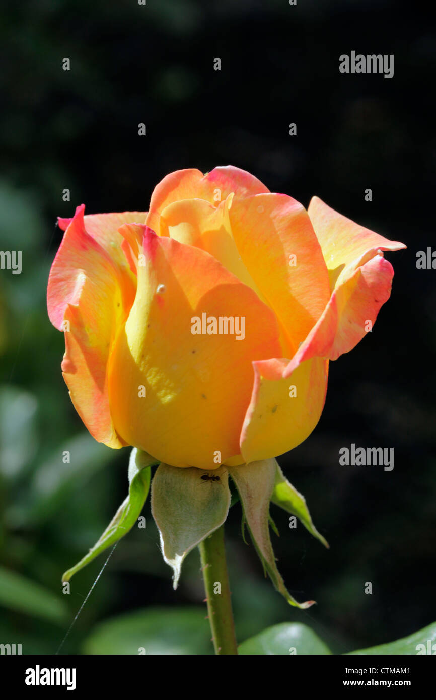 Peace rose hi-res stock photography and images - Alamy