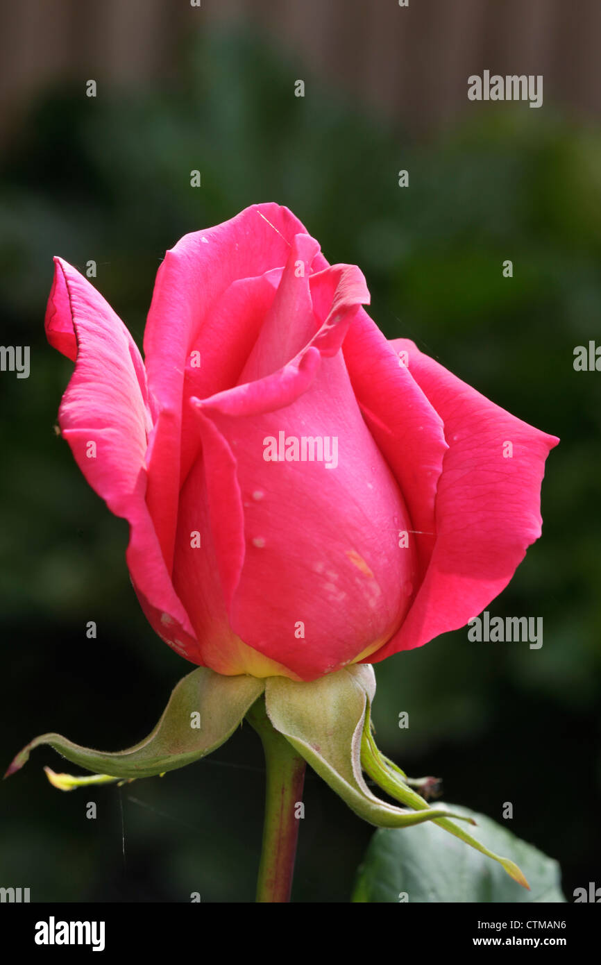 Single bud of hydrid tea rose Prima Ballerina Stock Photo - Alamy