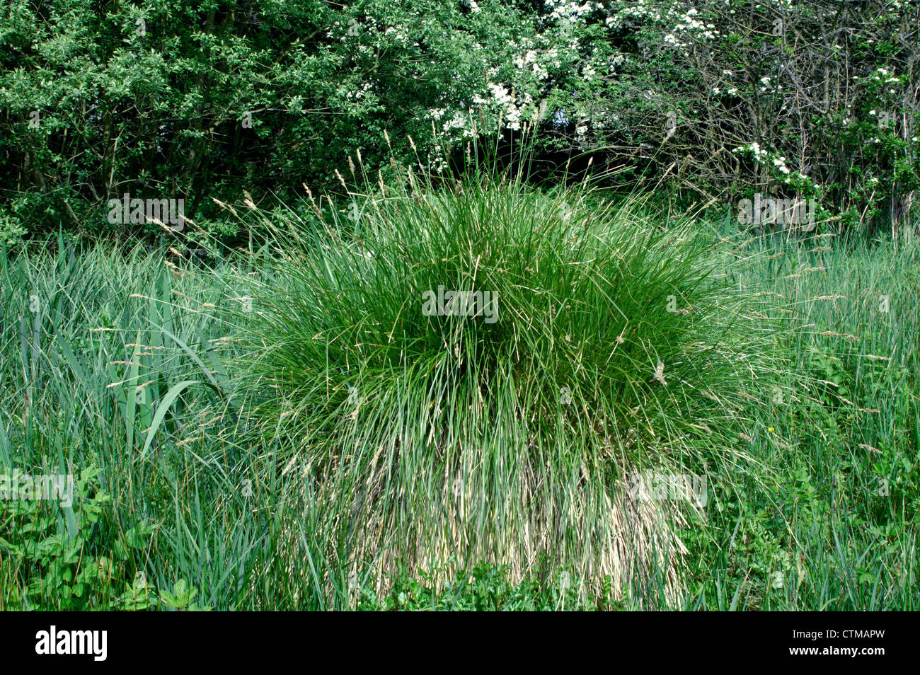 Greater tussock sedge carex paniculata hi-res stock photography and ...