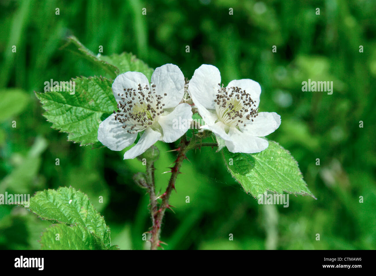 BRAMBLE Rubus fruticosus agg. (Rosaceae Stock Photo - Alamy