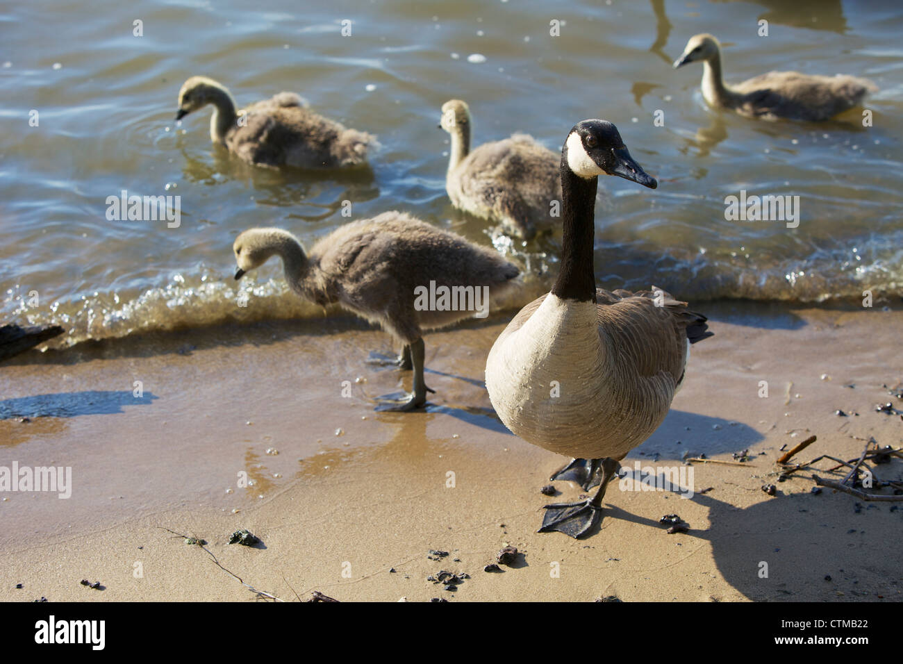 A adult Canada Goose keeps watch over young ones Stock Photo - Alamy