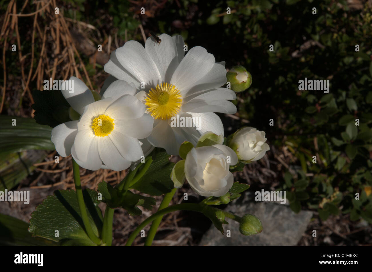 Mount Cook lilly Ranunculus lyallii is flowering in November in Hooker ...