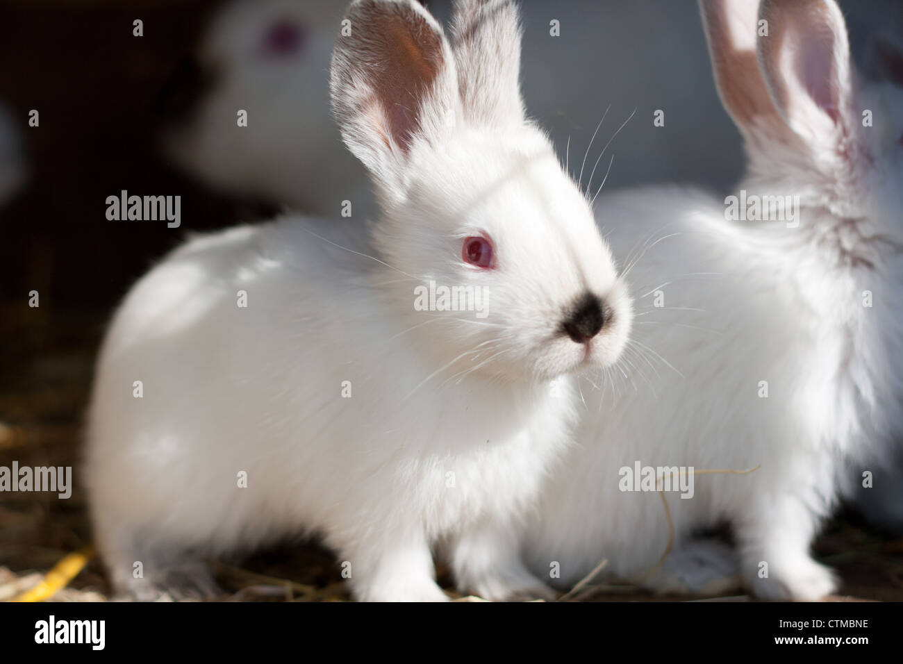 New zealand white rabbit hi-res stock photography and images - Alamy
