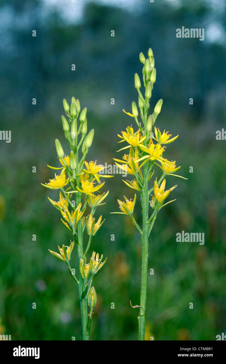 BOG ASPHODEL Narthecium ossifragum (Liliaceae Stock Photo - Alamy