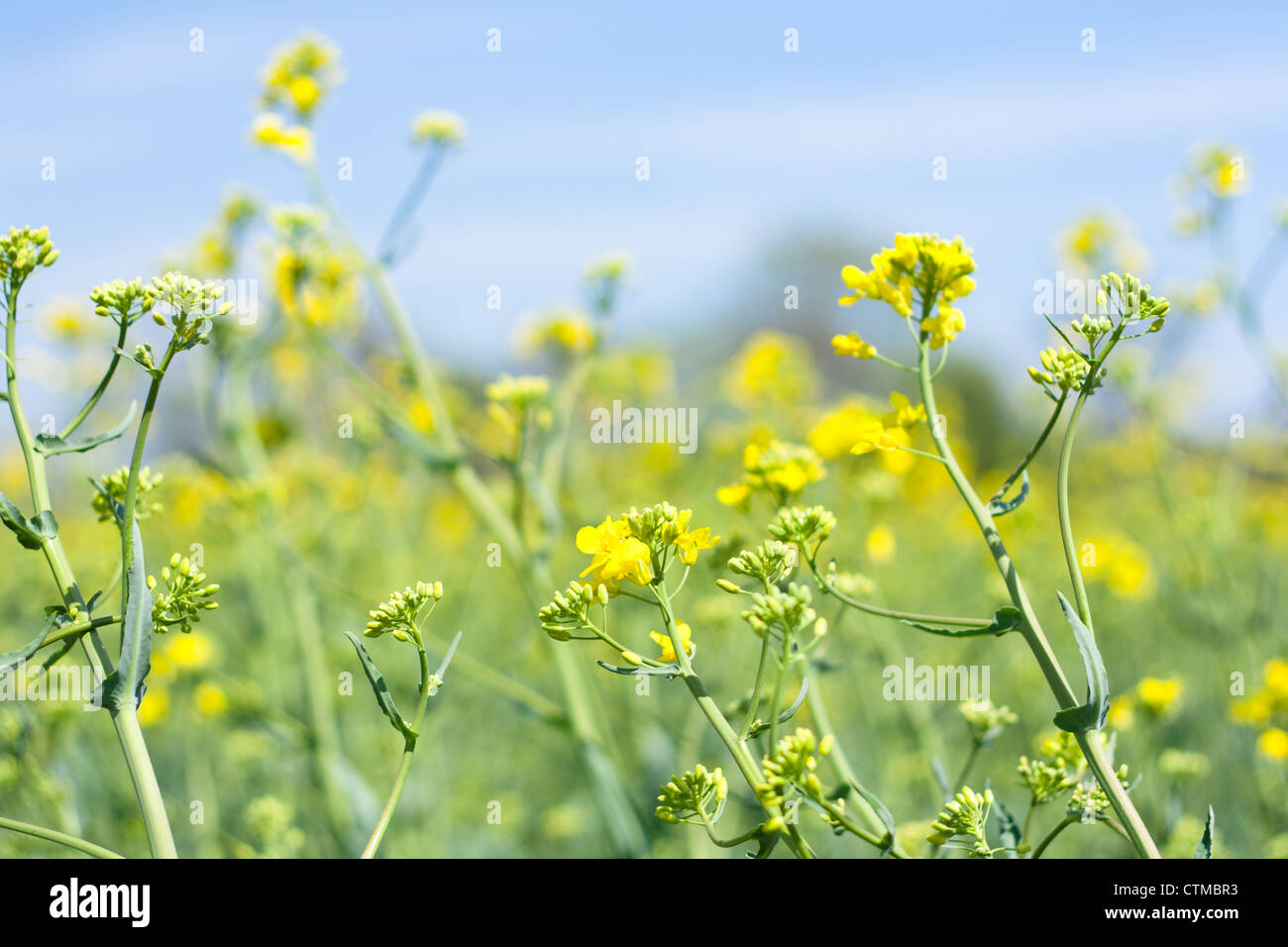 Turnip brassica rapa flowers hi-res stock photography and images - Alamy