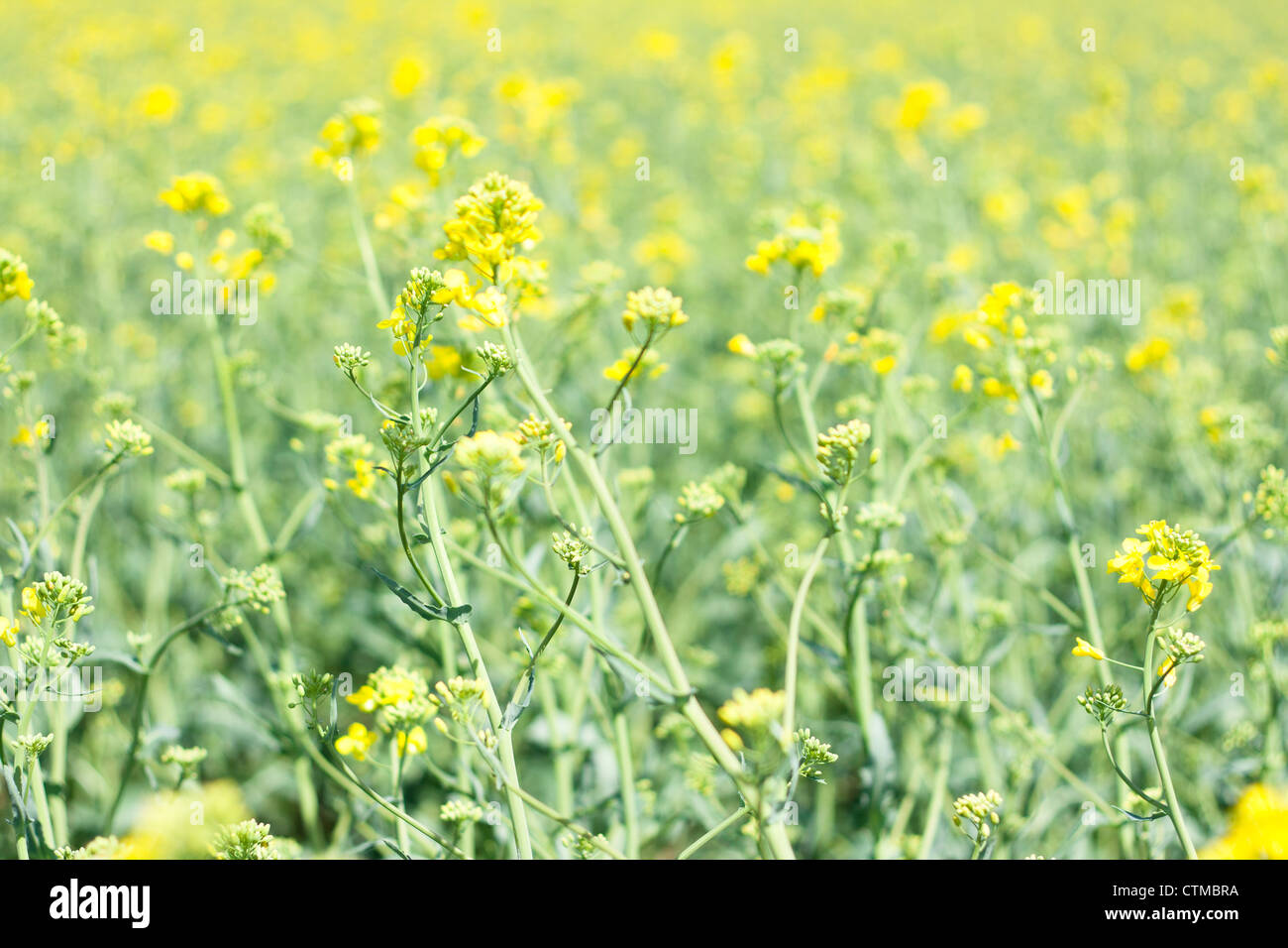 Turnip brassica rapa flowers hi-res stock photography and images - Alamy