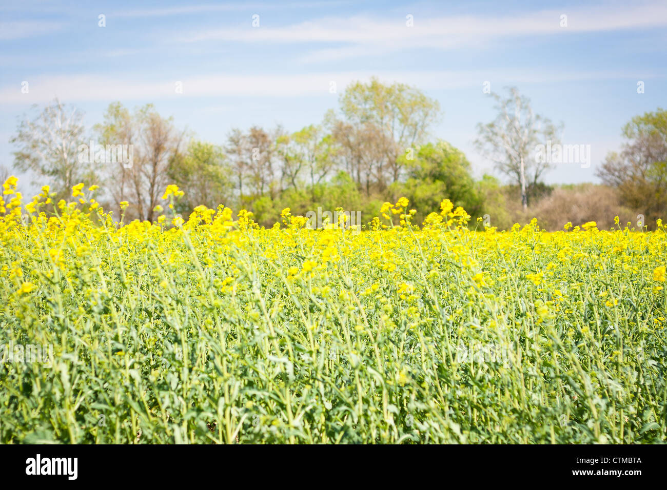 Turnip brassica rapa flowers hi-res stock photography and images - Alamy