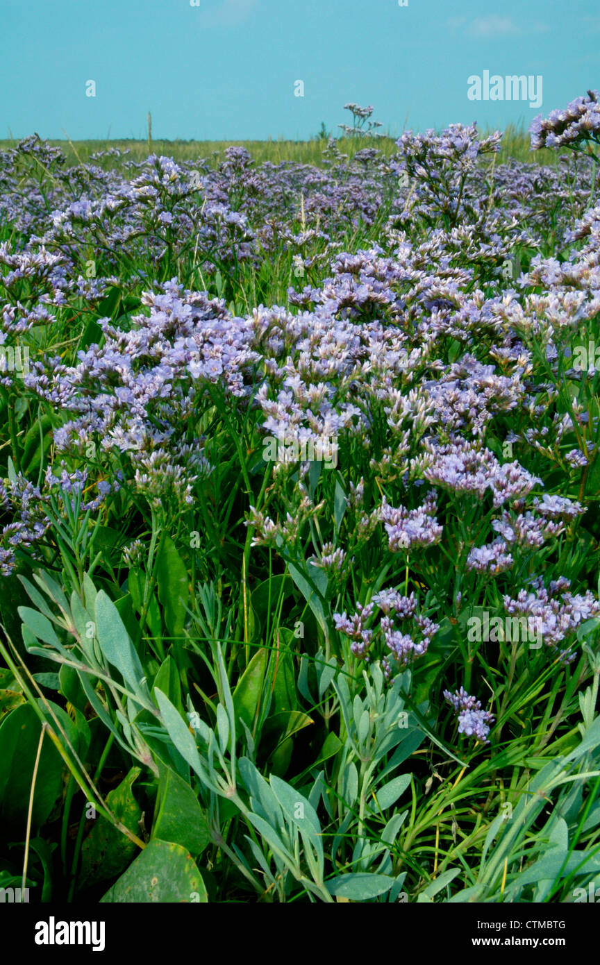 COMMON SEA-LAVENDER Limonium vulgare (Plumbaginaceae Stock Photo - Alamy