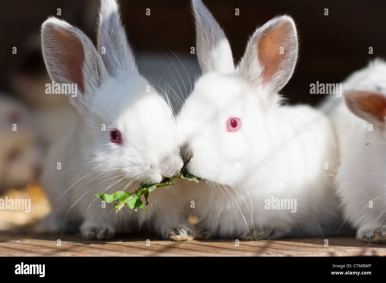 Two baby white rabbits eating a leaf together Stock Photo - Alamy
