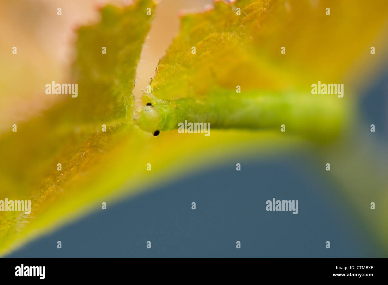 Geometridae larva hi-res stock photography and images - Alamy